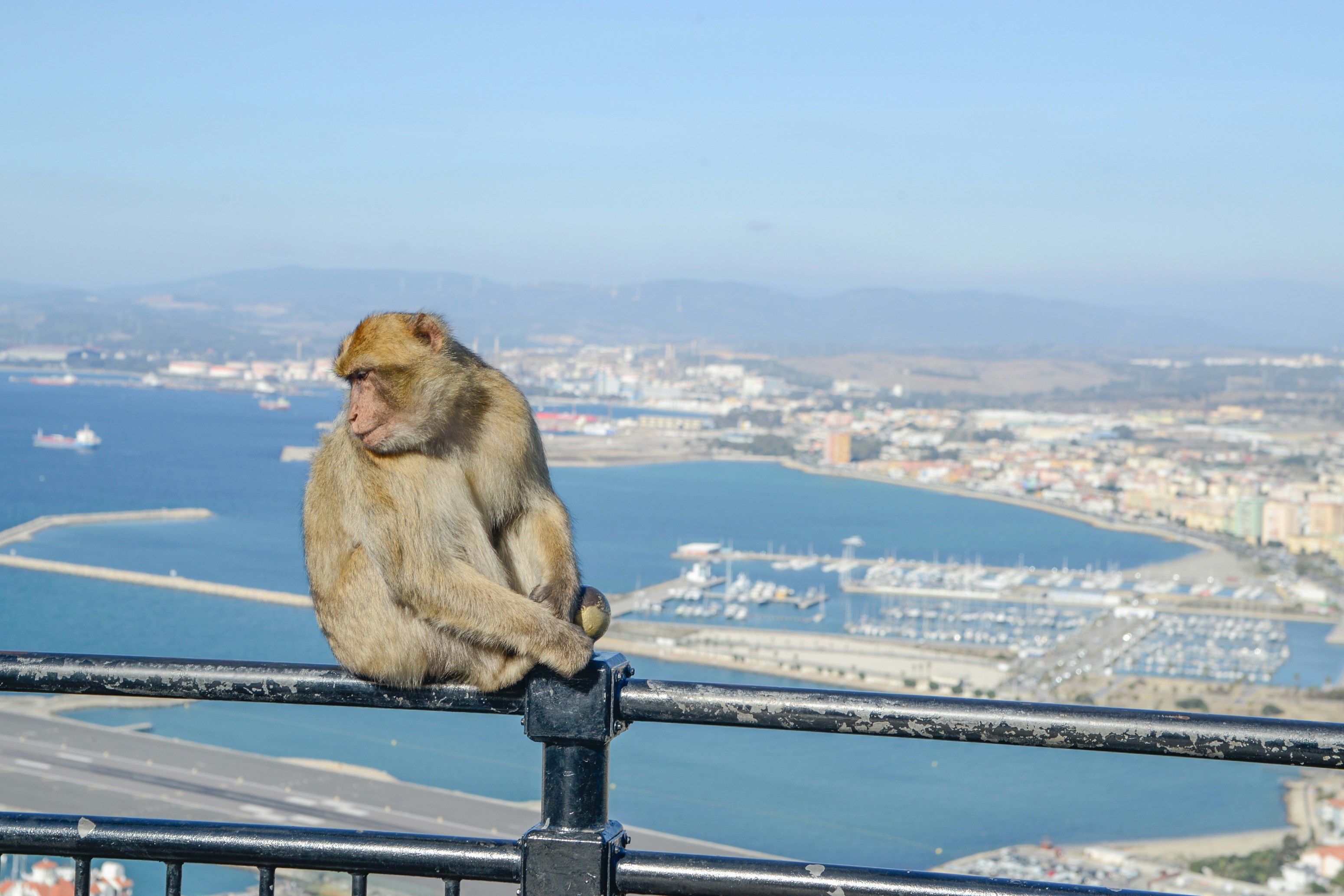 Barbary macaque perched on a railing overlooking a bustling harbor and cityscape in the background.