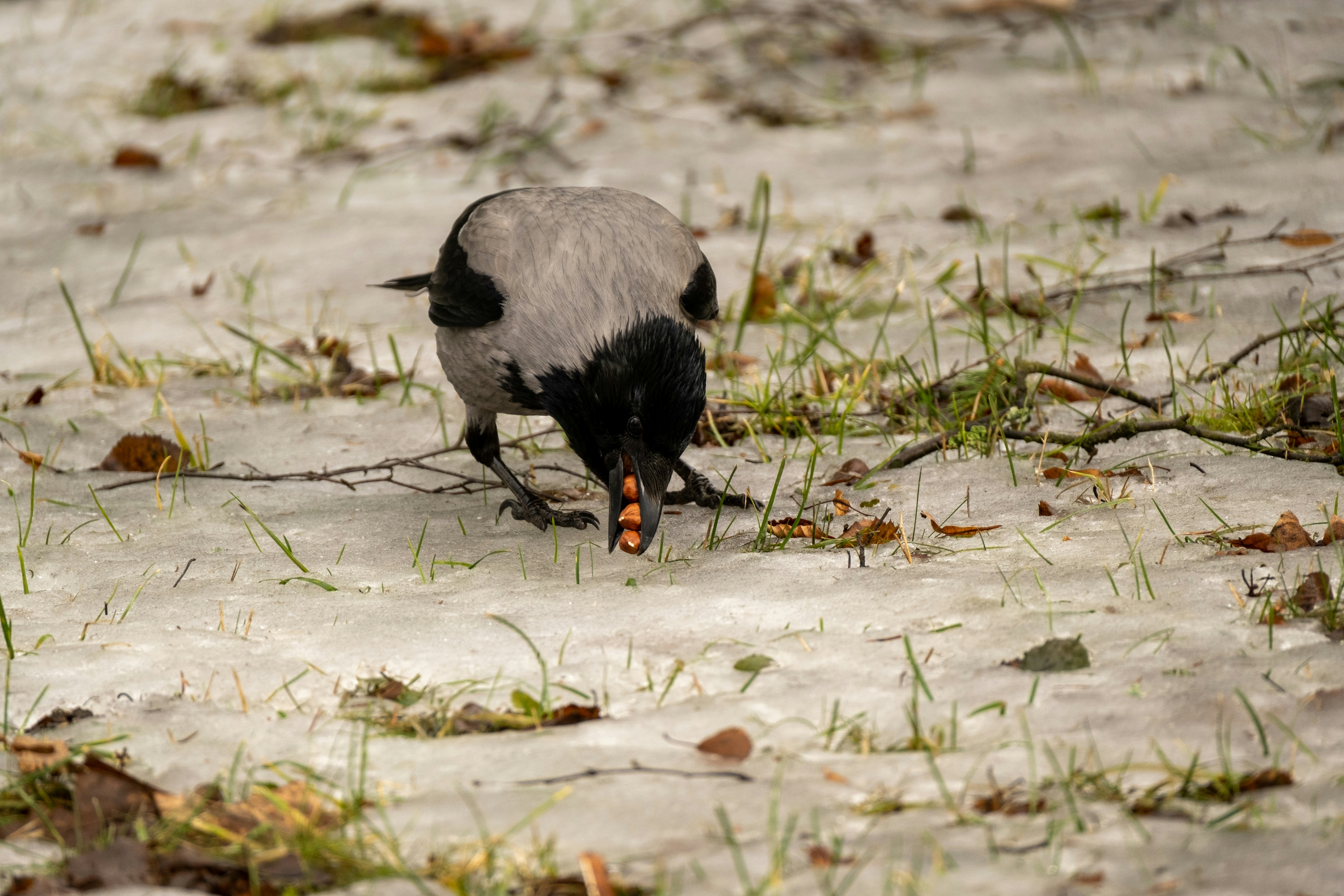 Snowy Ground Forager: A Hooded Crow Probes the Snow