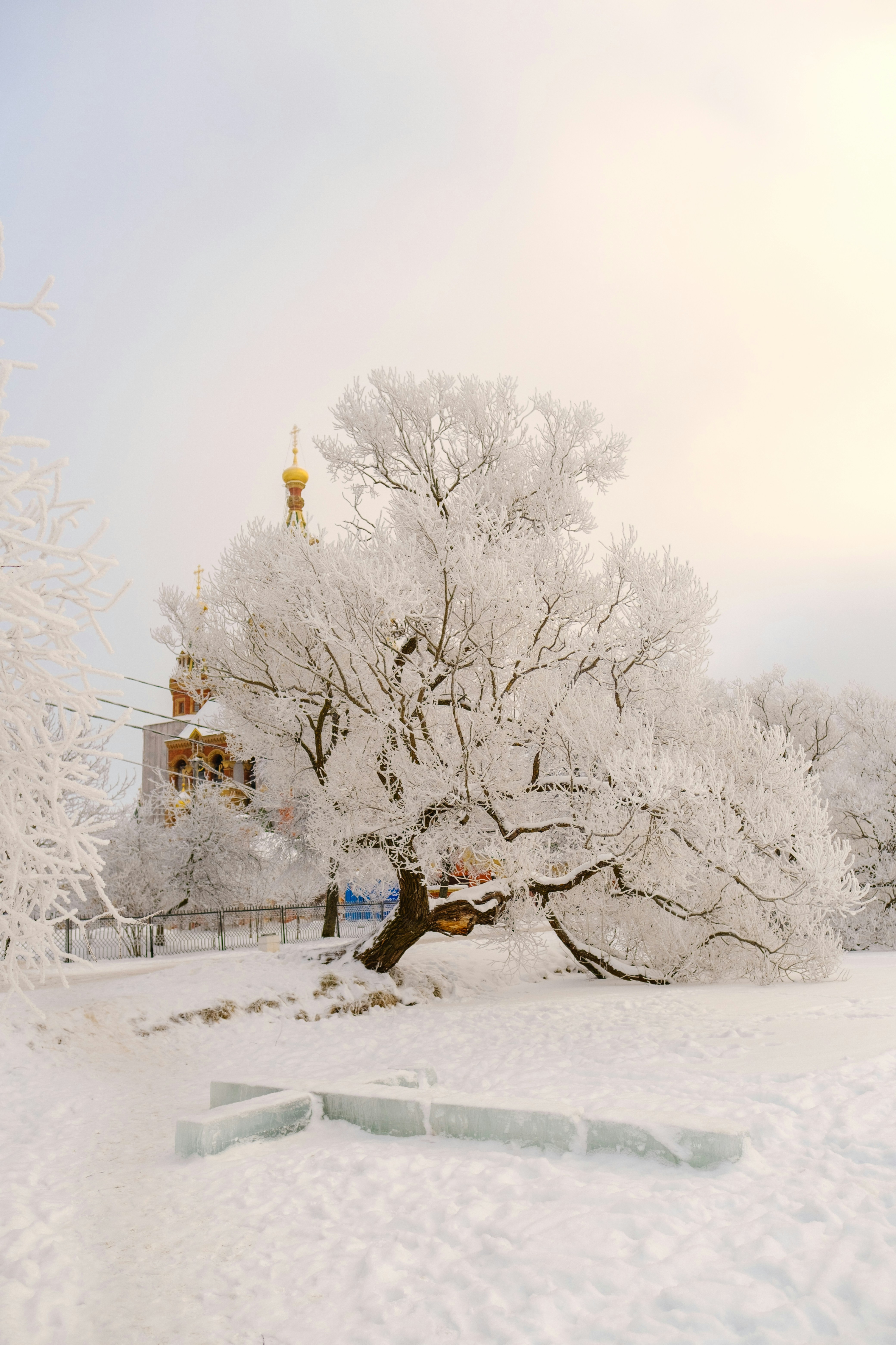 Ivory Frostwatch: Frosted Tree Framing a Golden-Domed Church in Winter Light