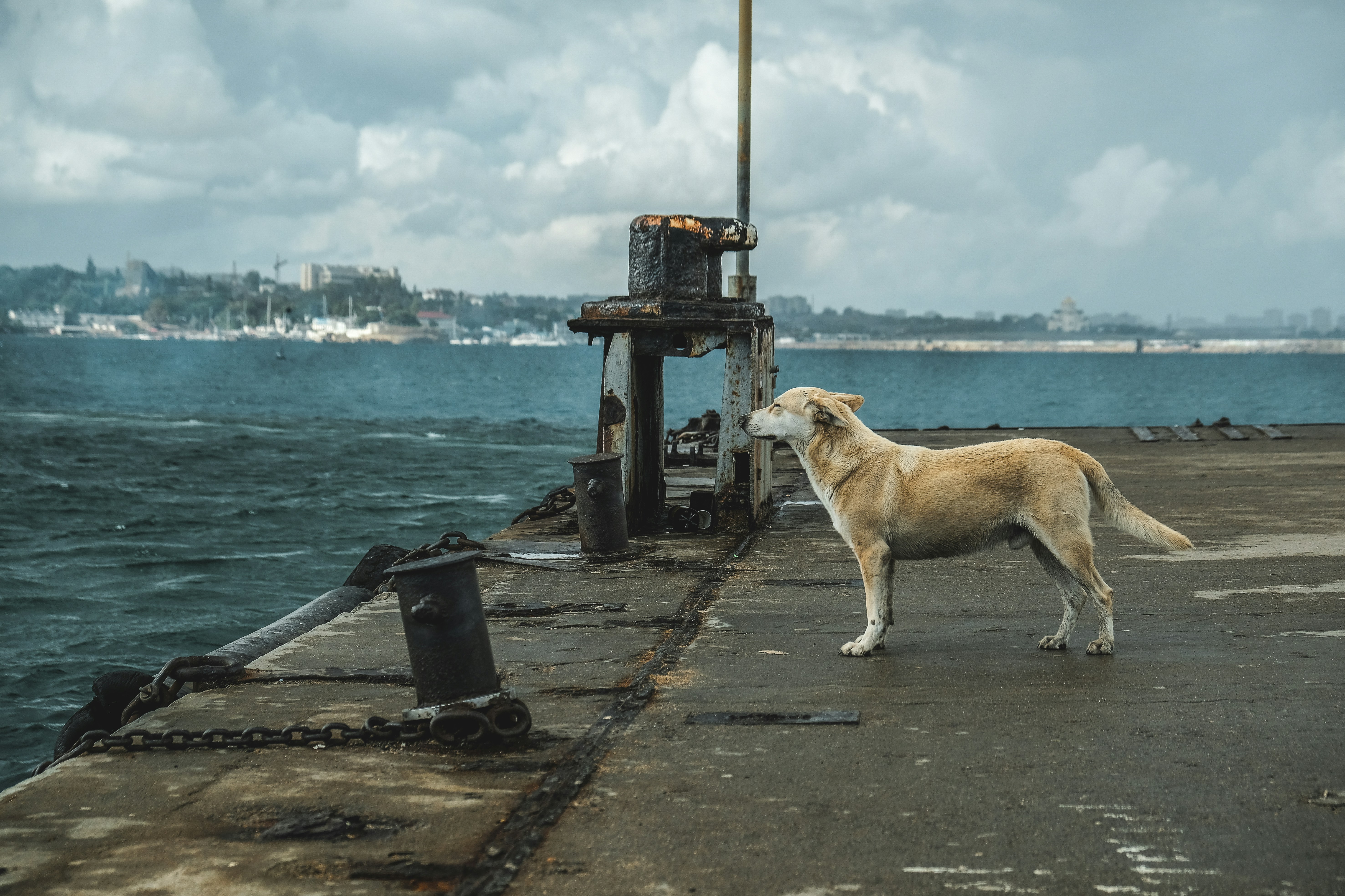 yellow labrador retriever on dock during daytime
