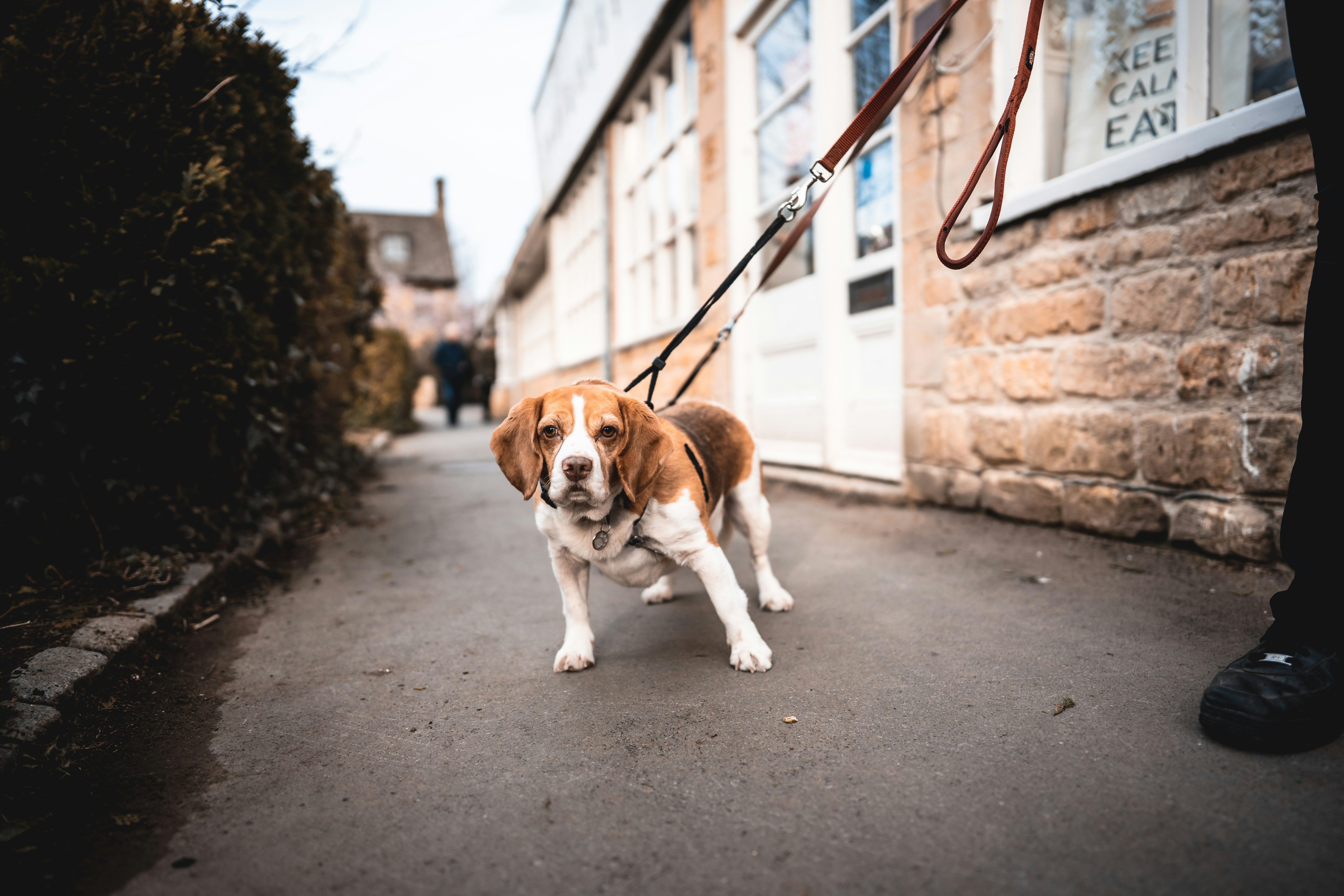 Beagle on a Quiet City Walk