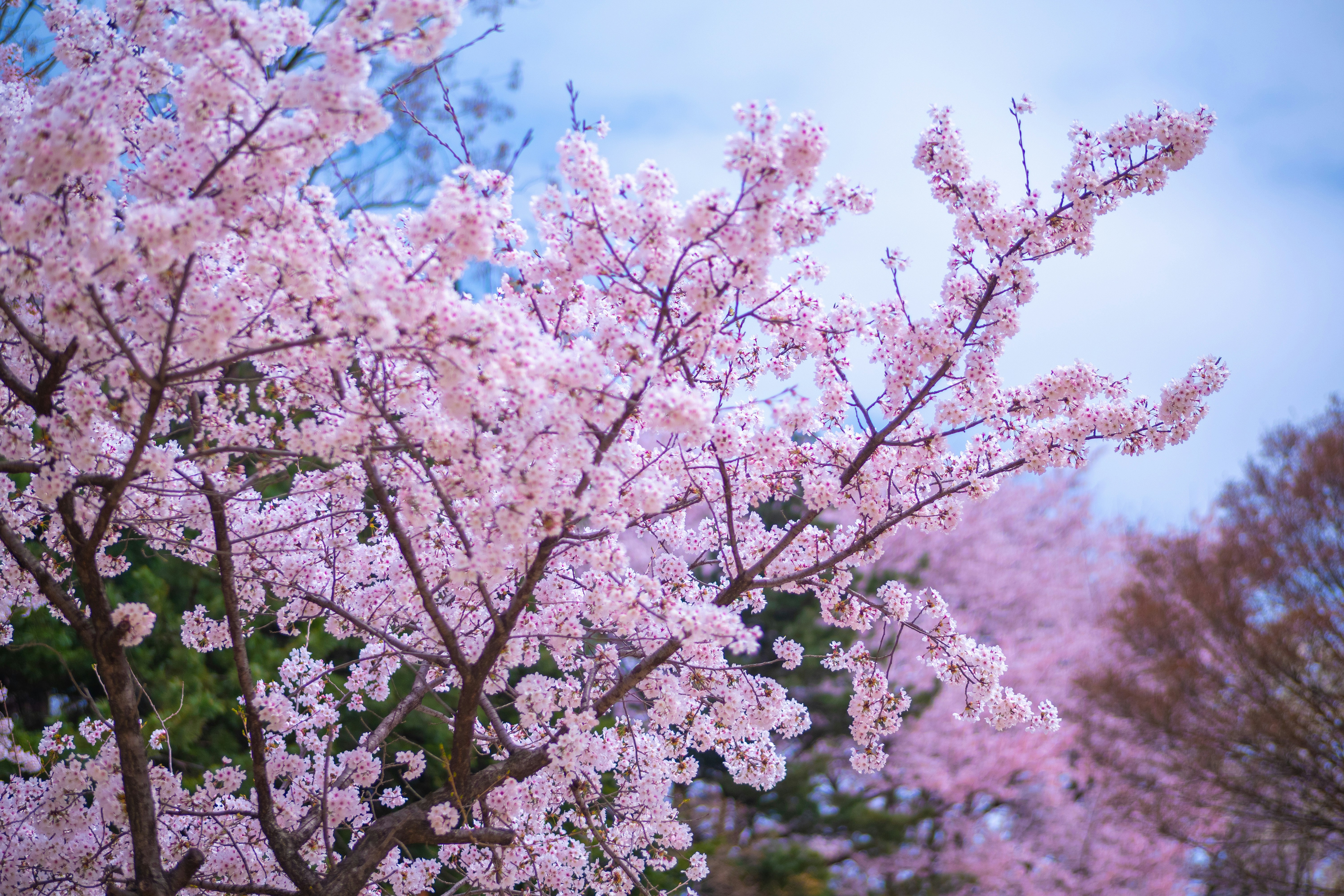 Delicate cherry blossoms against a clear blue sky during the day.