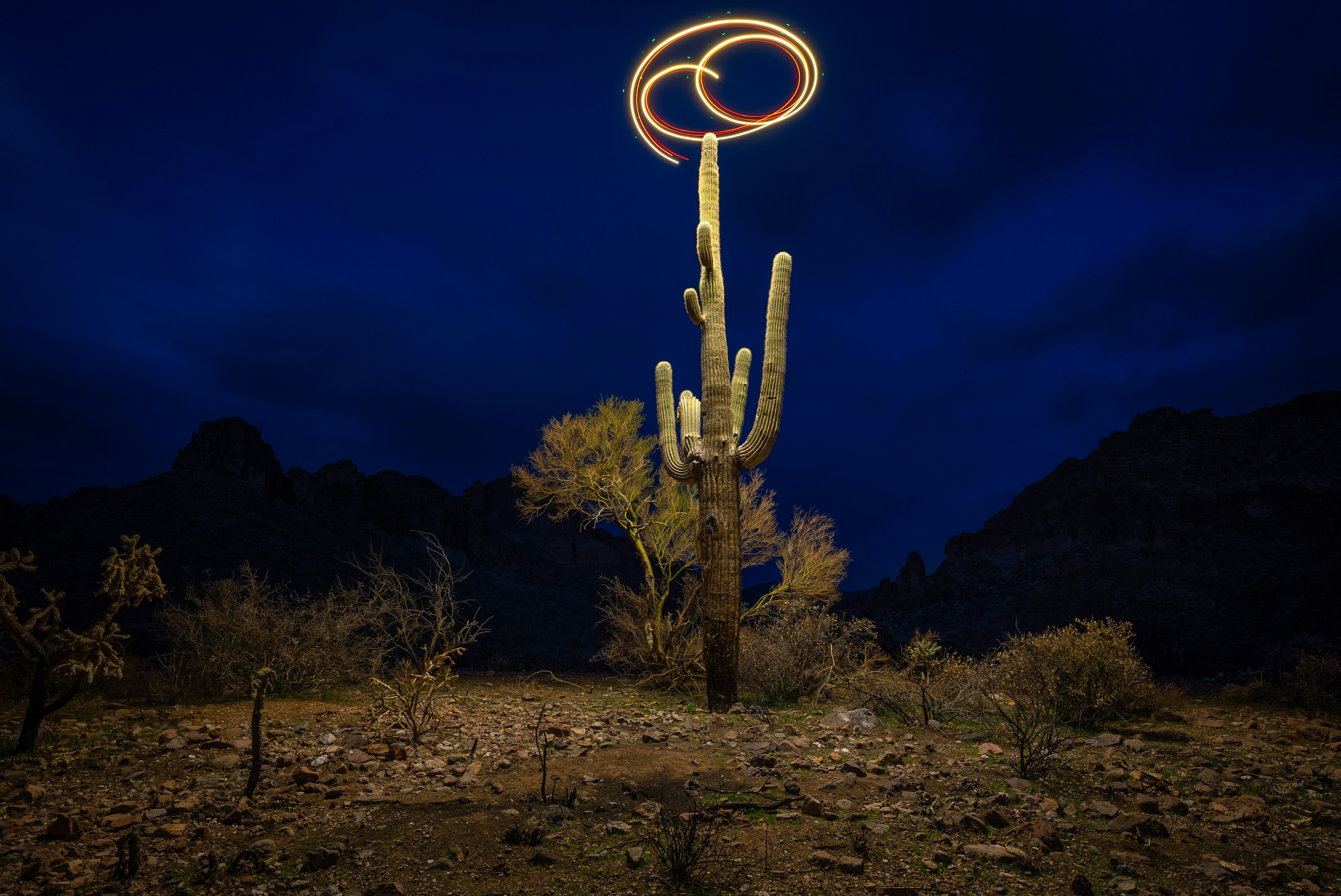 A tall saguaro cactus illuminated by swirling light trails against a dark blue desert backdrop. The scene captures the interplay of nature and art.