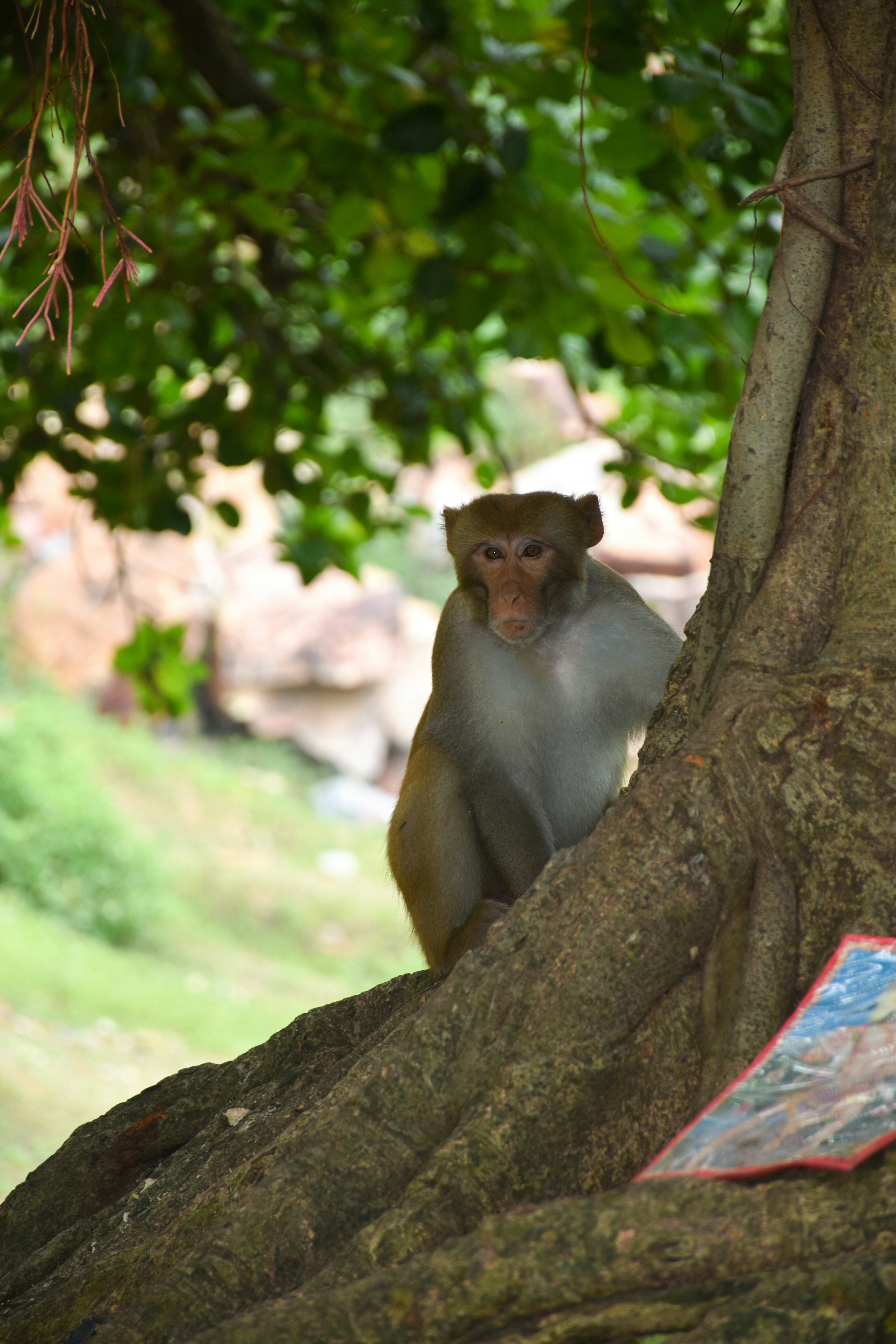 brown monkey on brown tree trunk during daytime