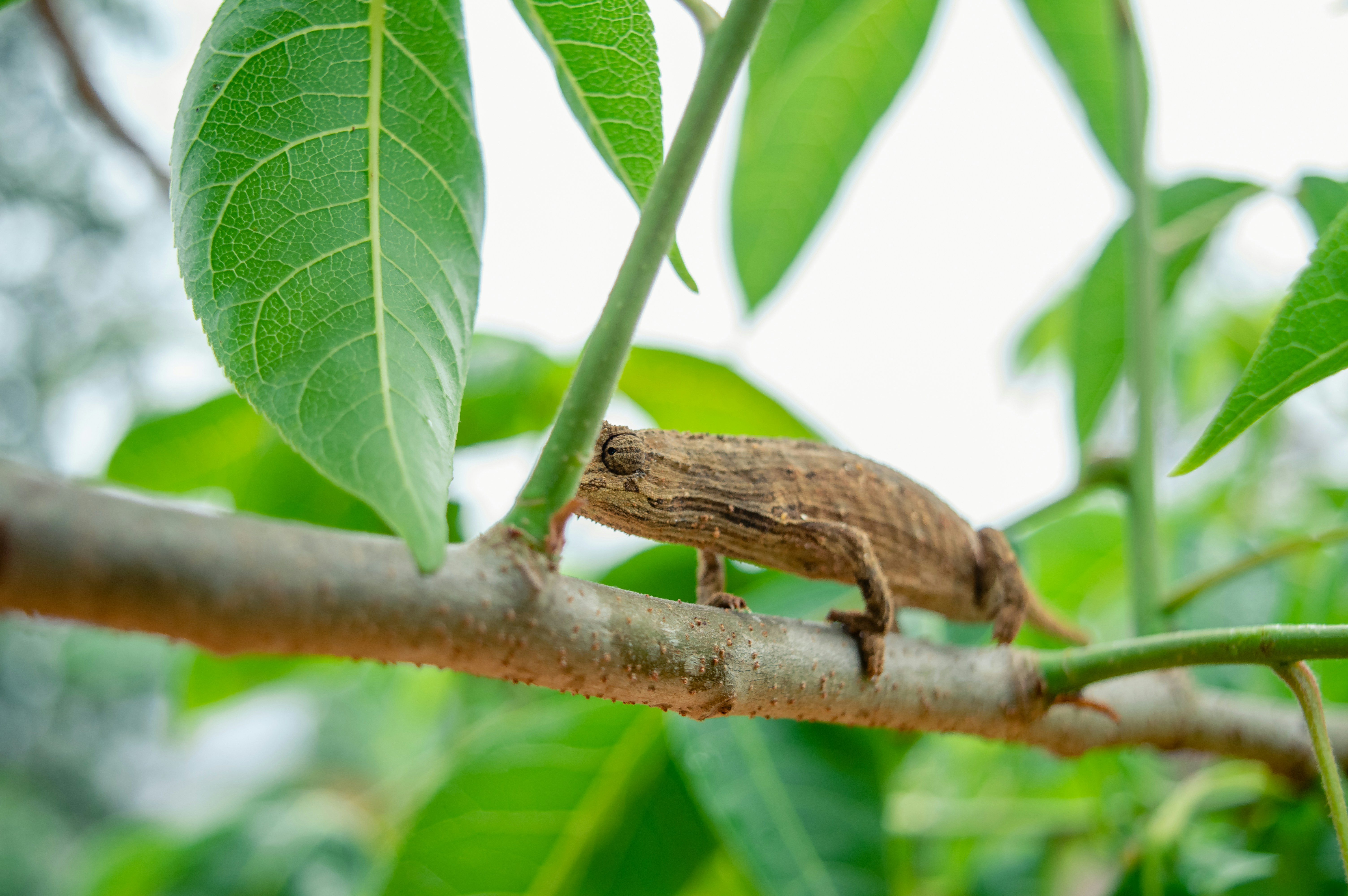 The Quiet Stowaway: brown gecko on a sunlit branch