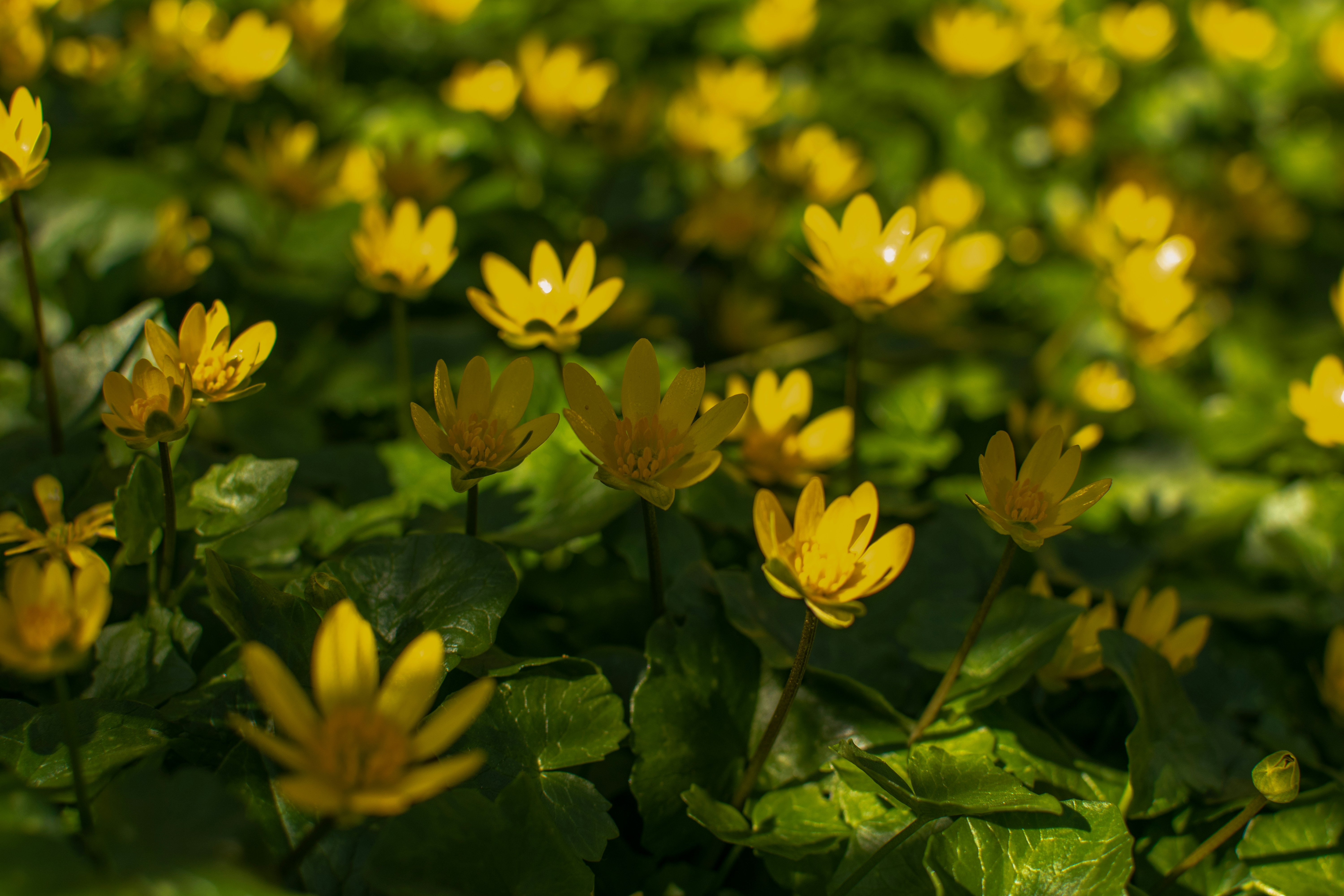 Golden Sea of Blooming Buttercups