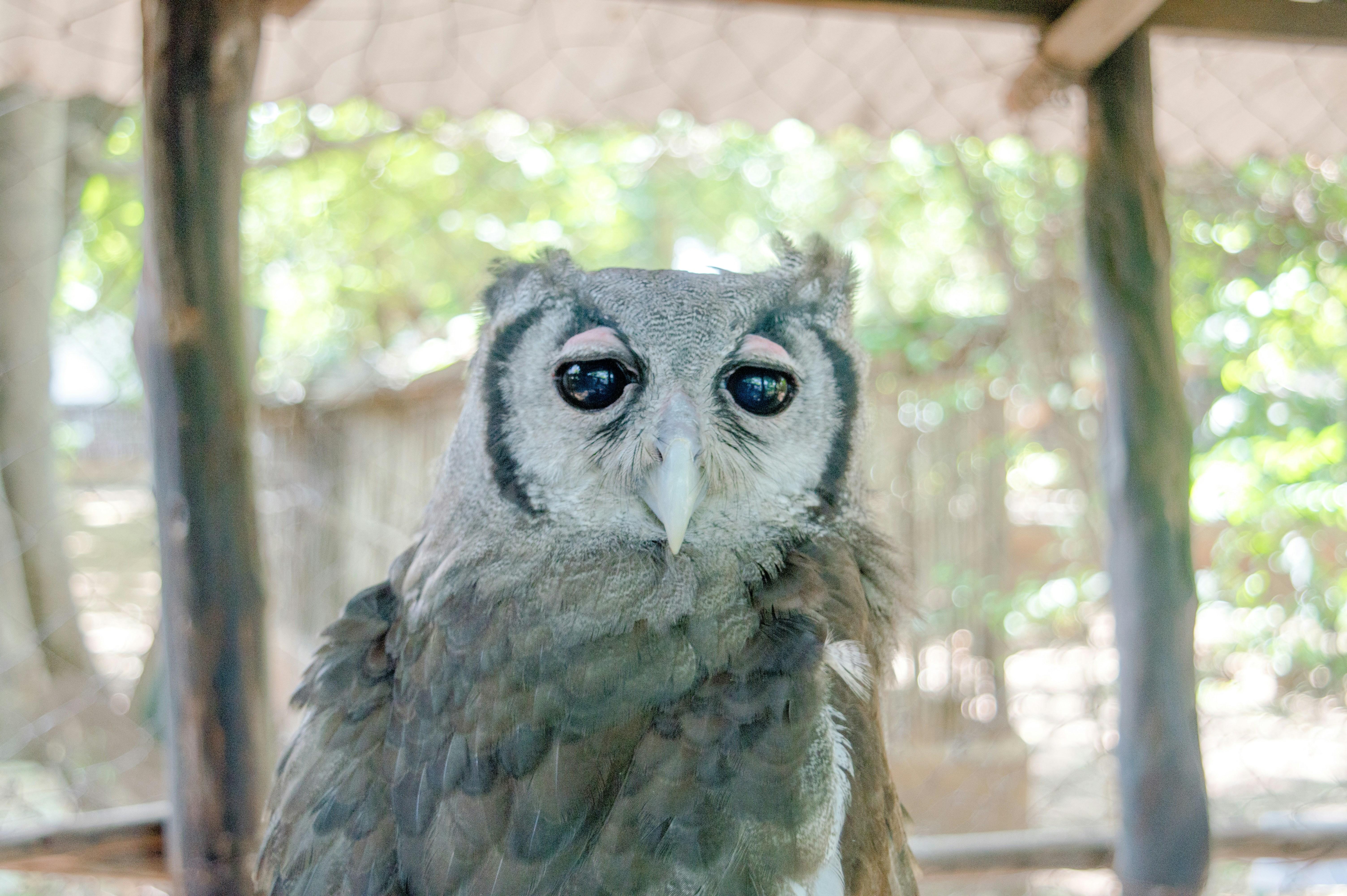 Owl with striking eyes perched in a wooded enclosure under dappled sunlight.