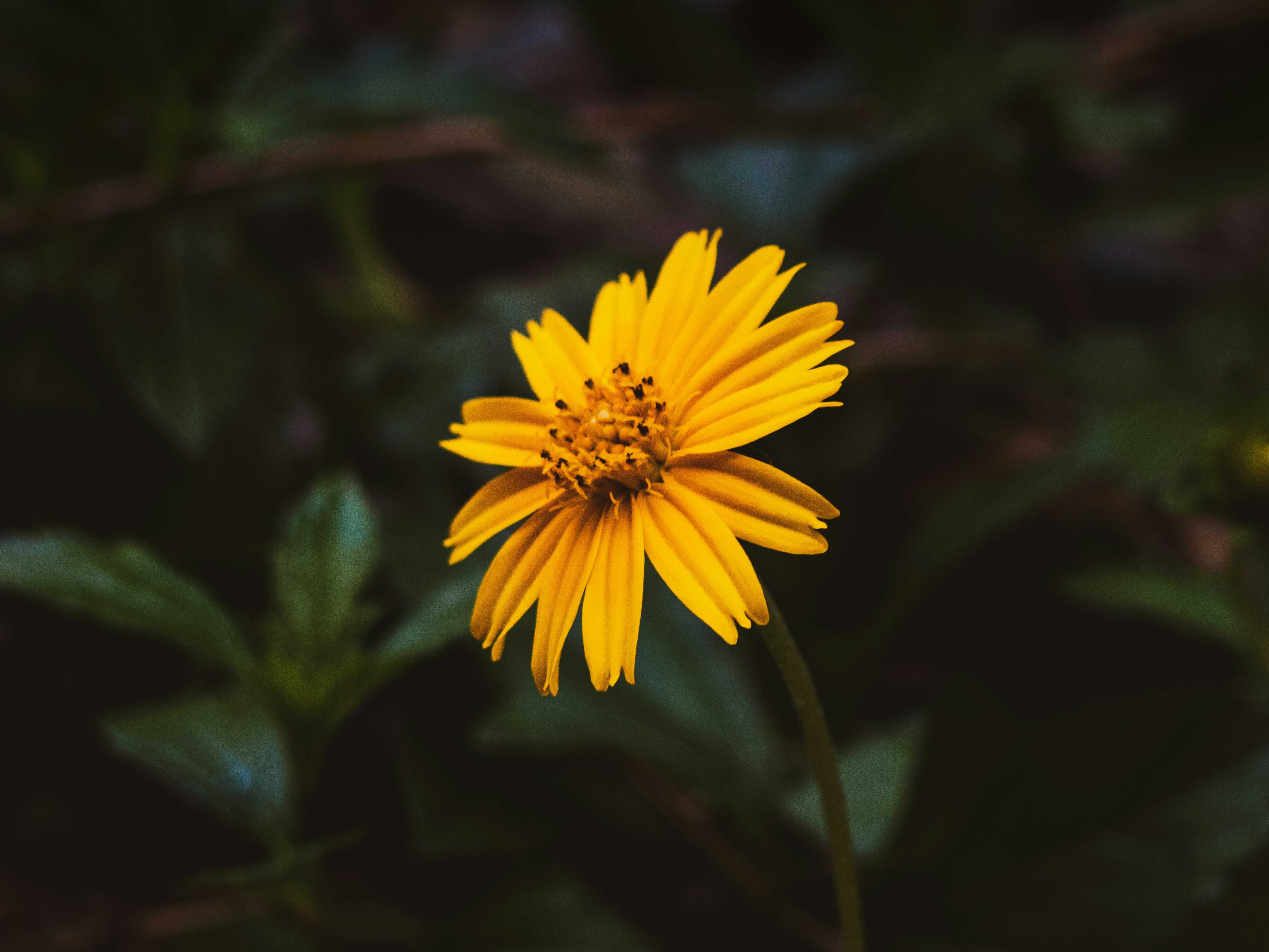 Vibrant yellow flower standing tall against a dark, leafy background.