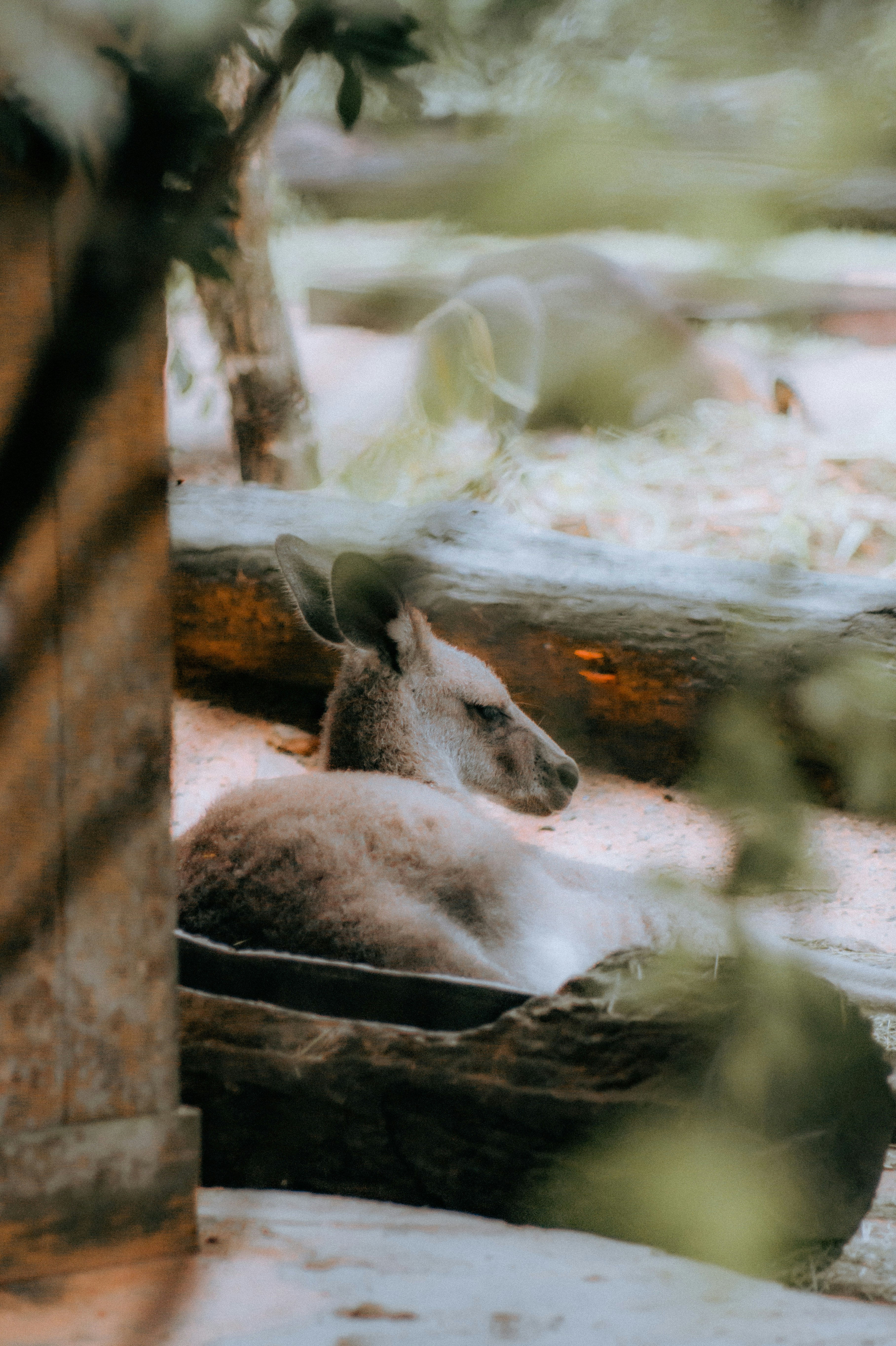 A kangaroo resting peacefully in a shaded area, surrounded by soft foliage. The tranquil setting highlights the animal's relaxed demeanor.
