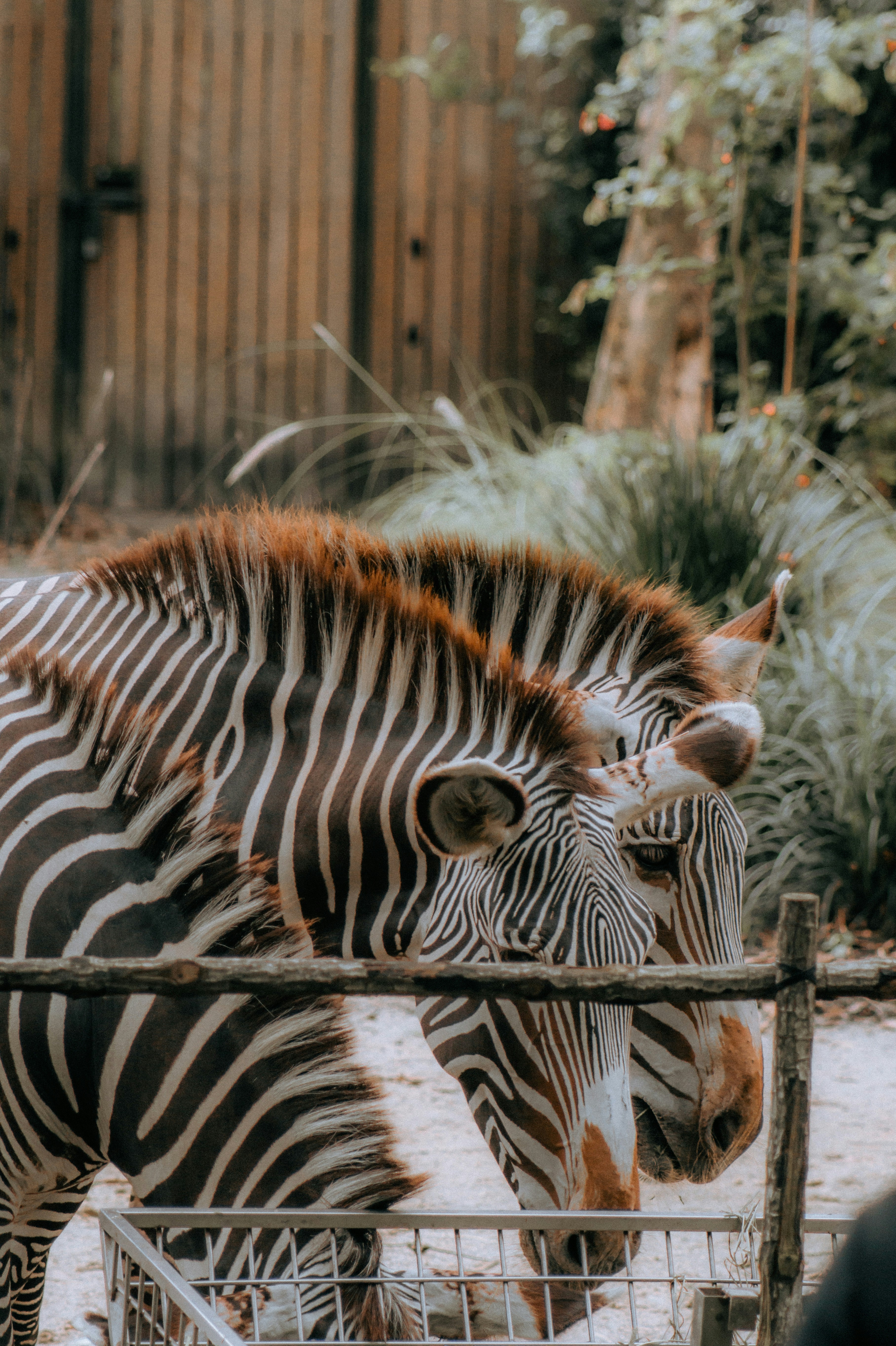Stripe-Bound Interlude: Zebras Pause at the Fence