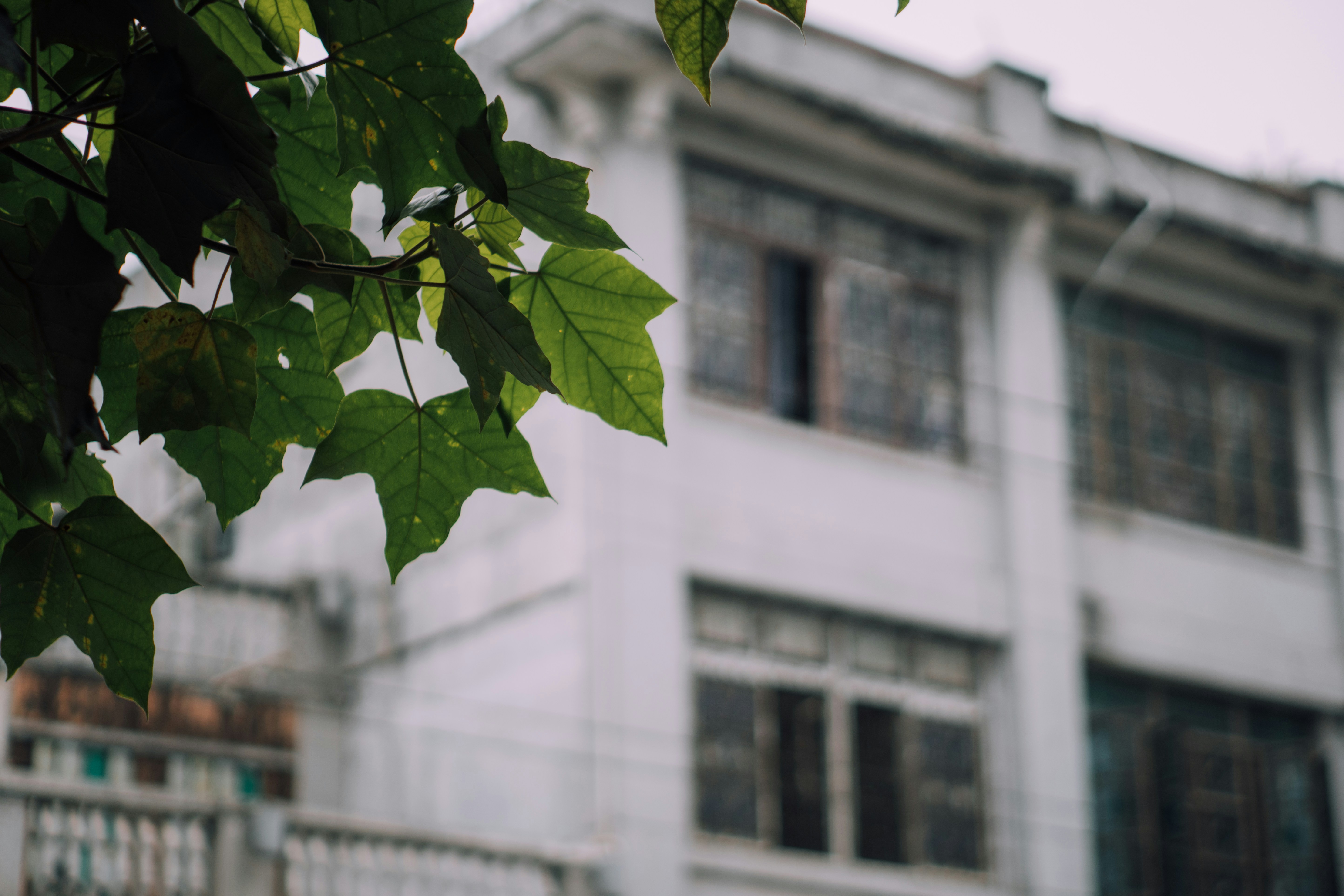 Lush green leaves frame a blurred, weathered building, creating a contrast between nature and urban architecture.