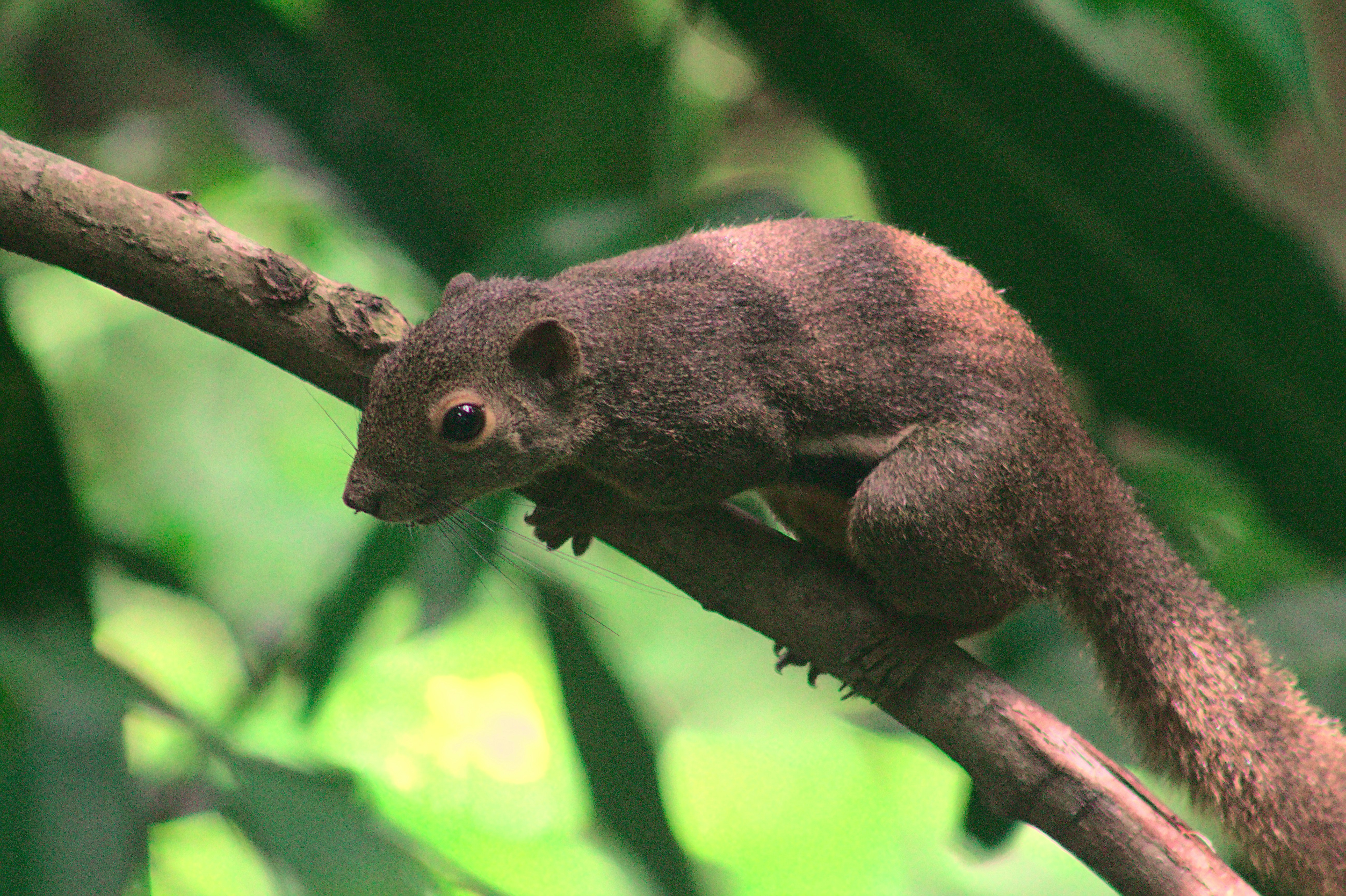 Squirrel Scout on a Sunlit Branch