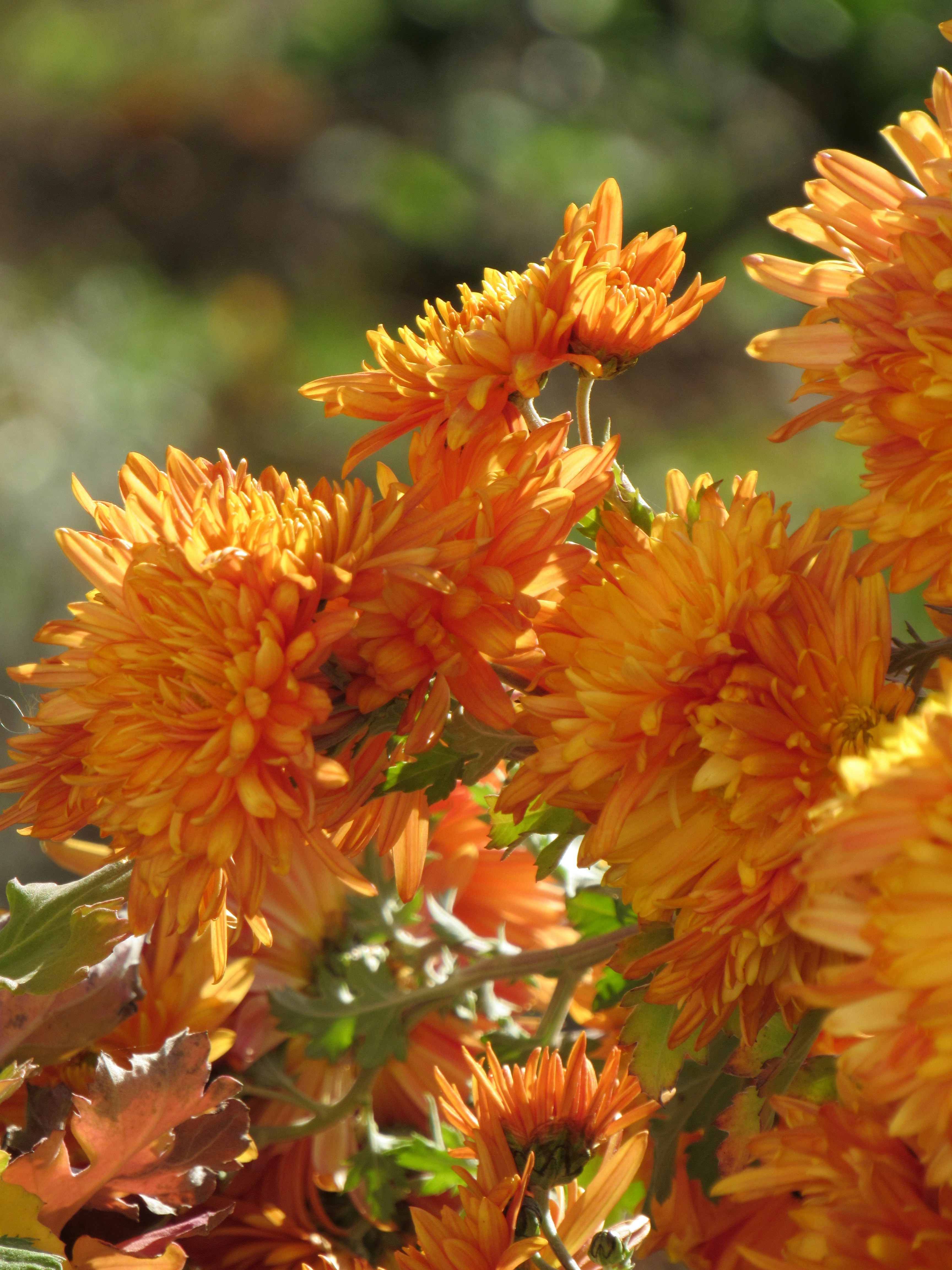 Orange Flowers Pictures | Download Free Images on Unsplash