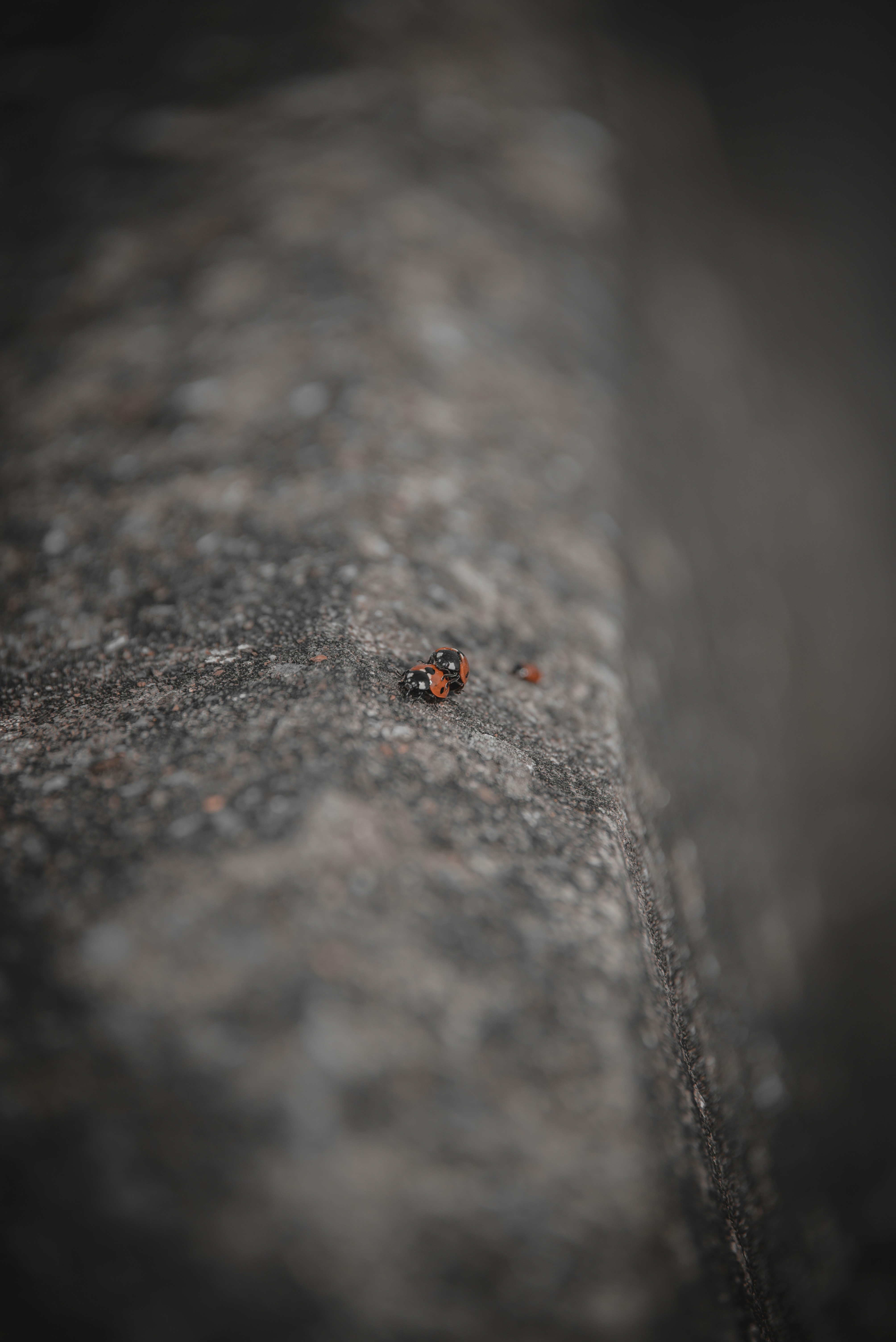 Red and black ladybug on brown and gray concrete pavement photo – Free ...