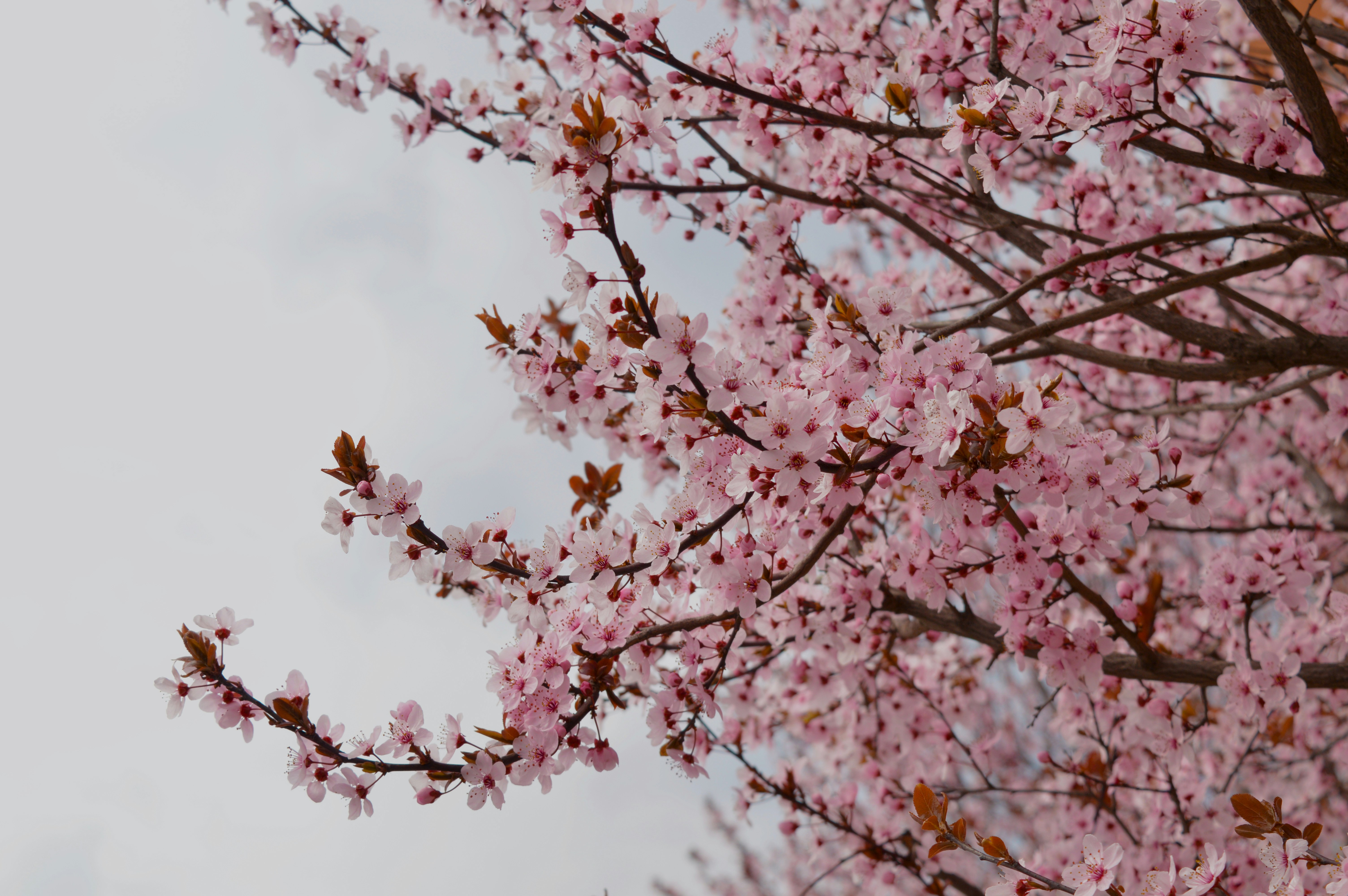 Pink cherry blossom tree under white sky during daytime photo – Free ...