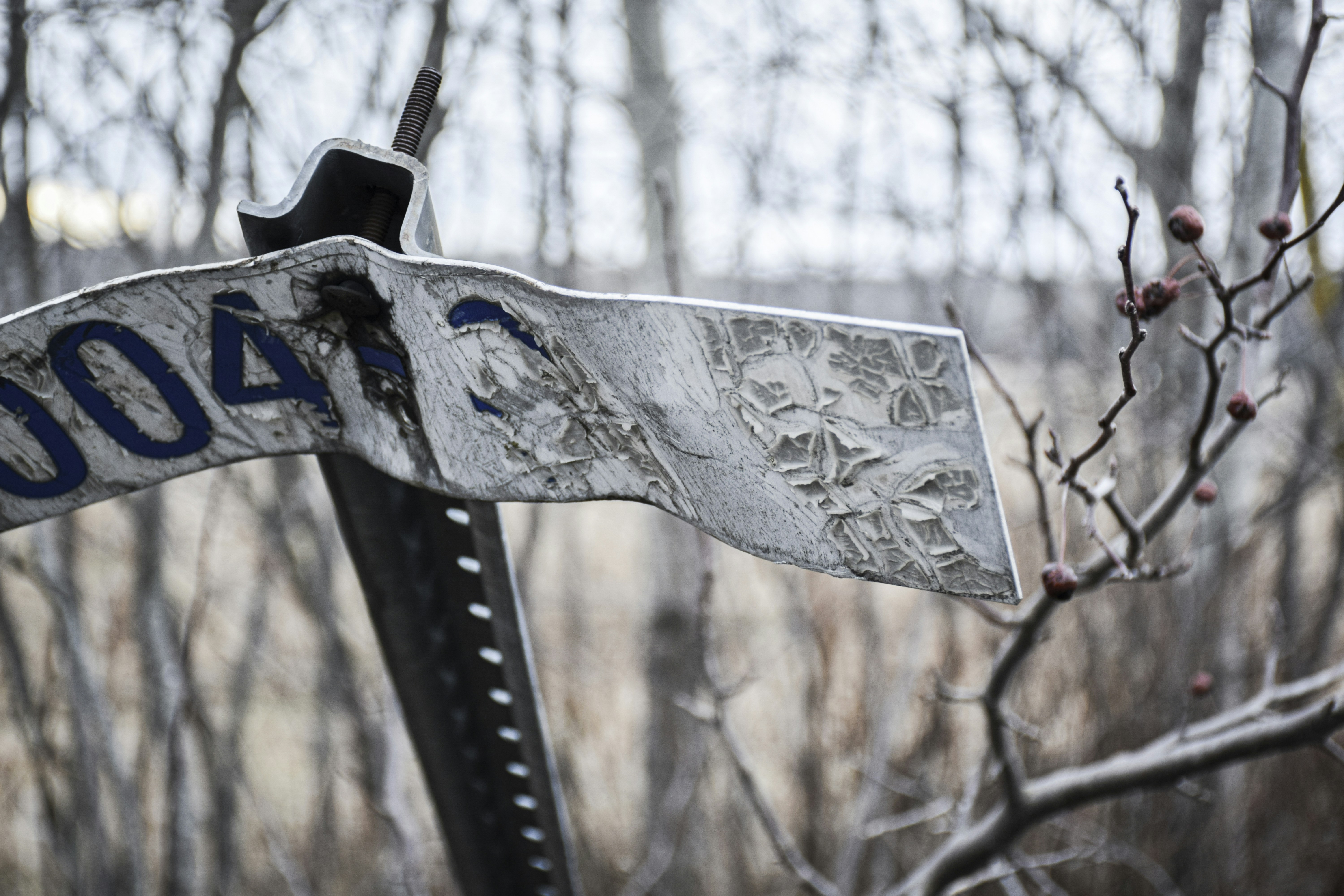 Ice-Cut Signpost Leaning Through a Winter-Thicket