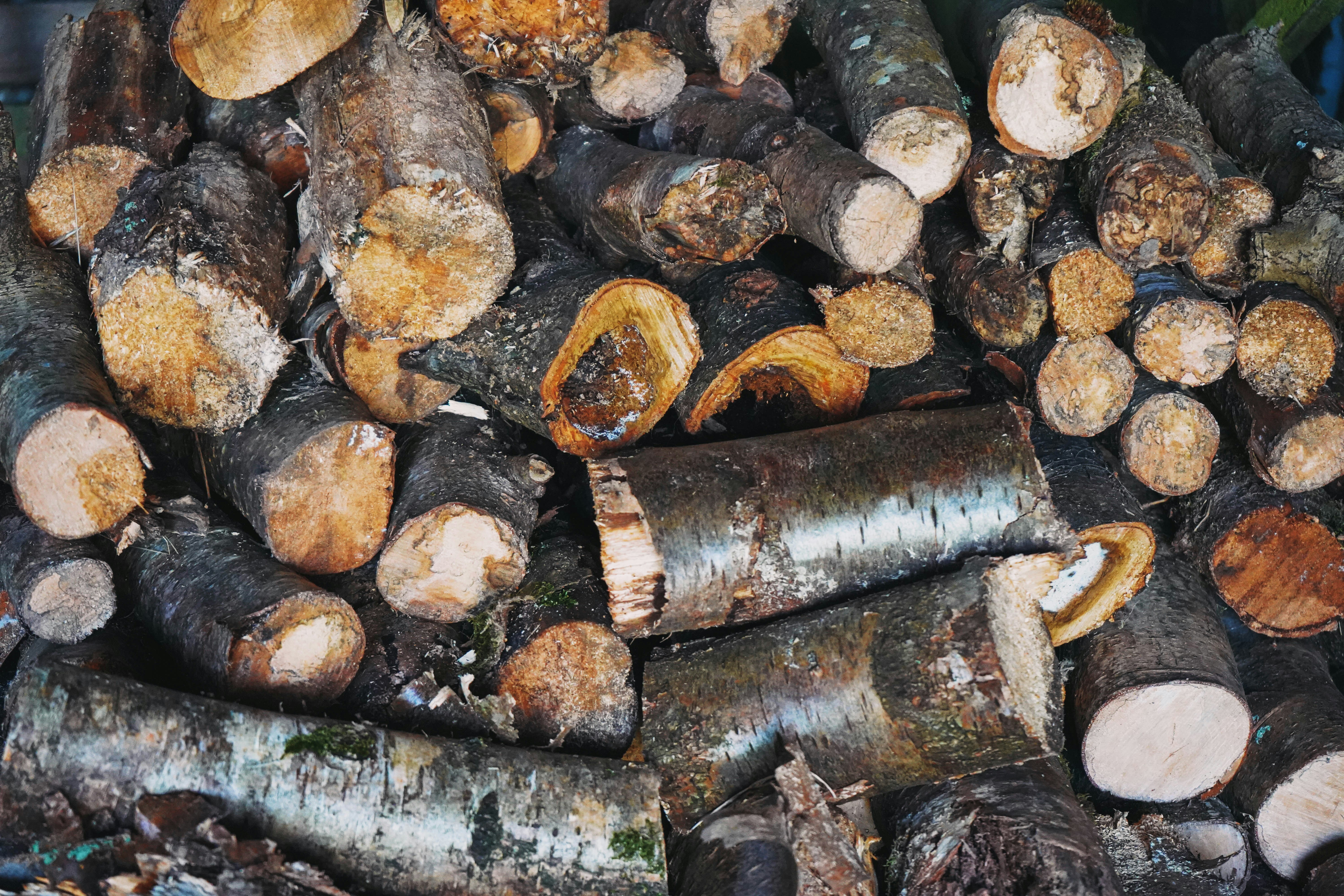 Pile of brown and gray wood logs photo – Free Wood Image on Unsplash