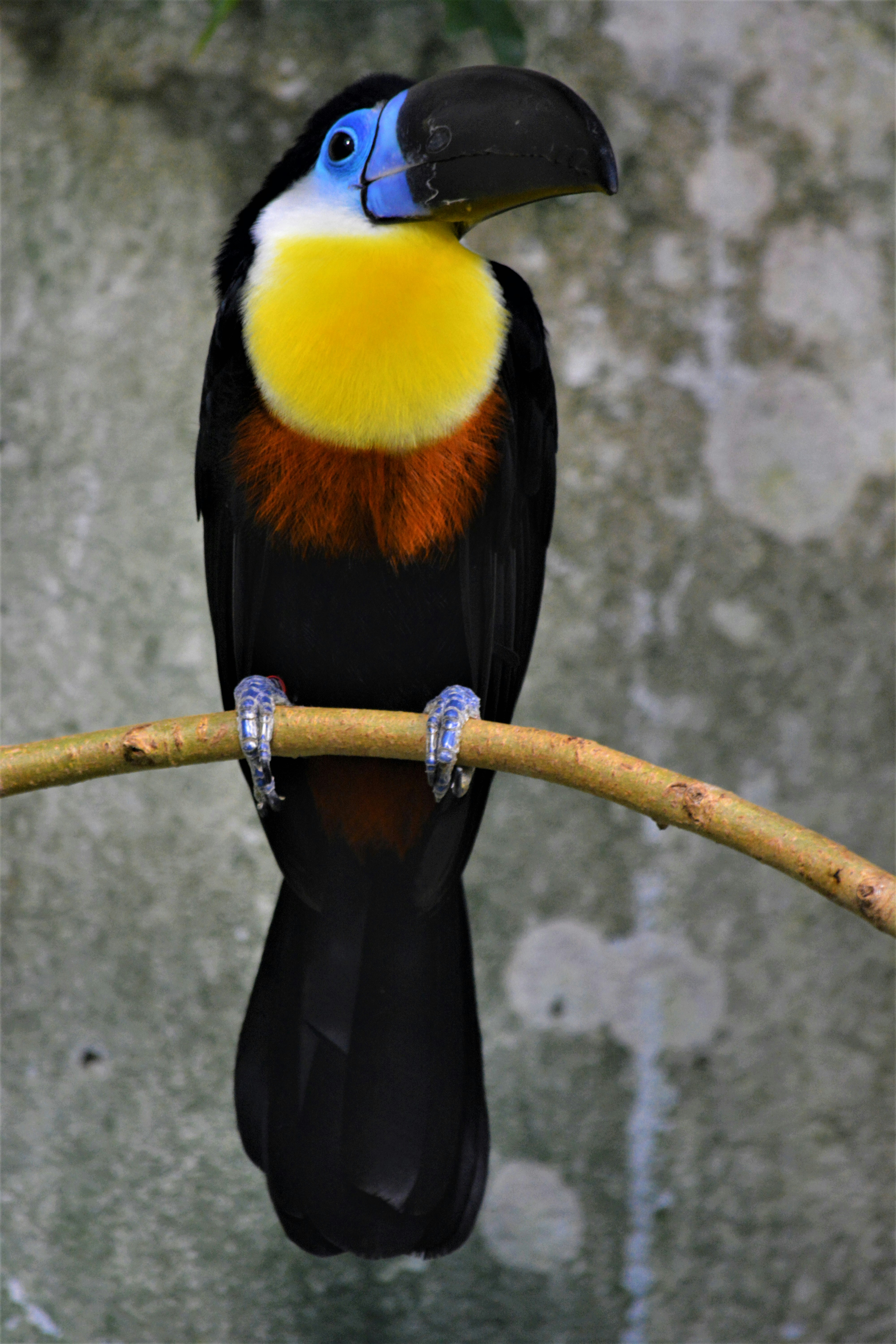 black yellow and red bird on brown tree branchPeter Steiner 🇨🇭 1973