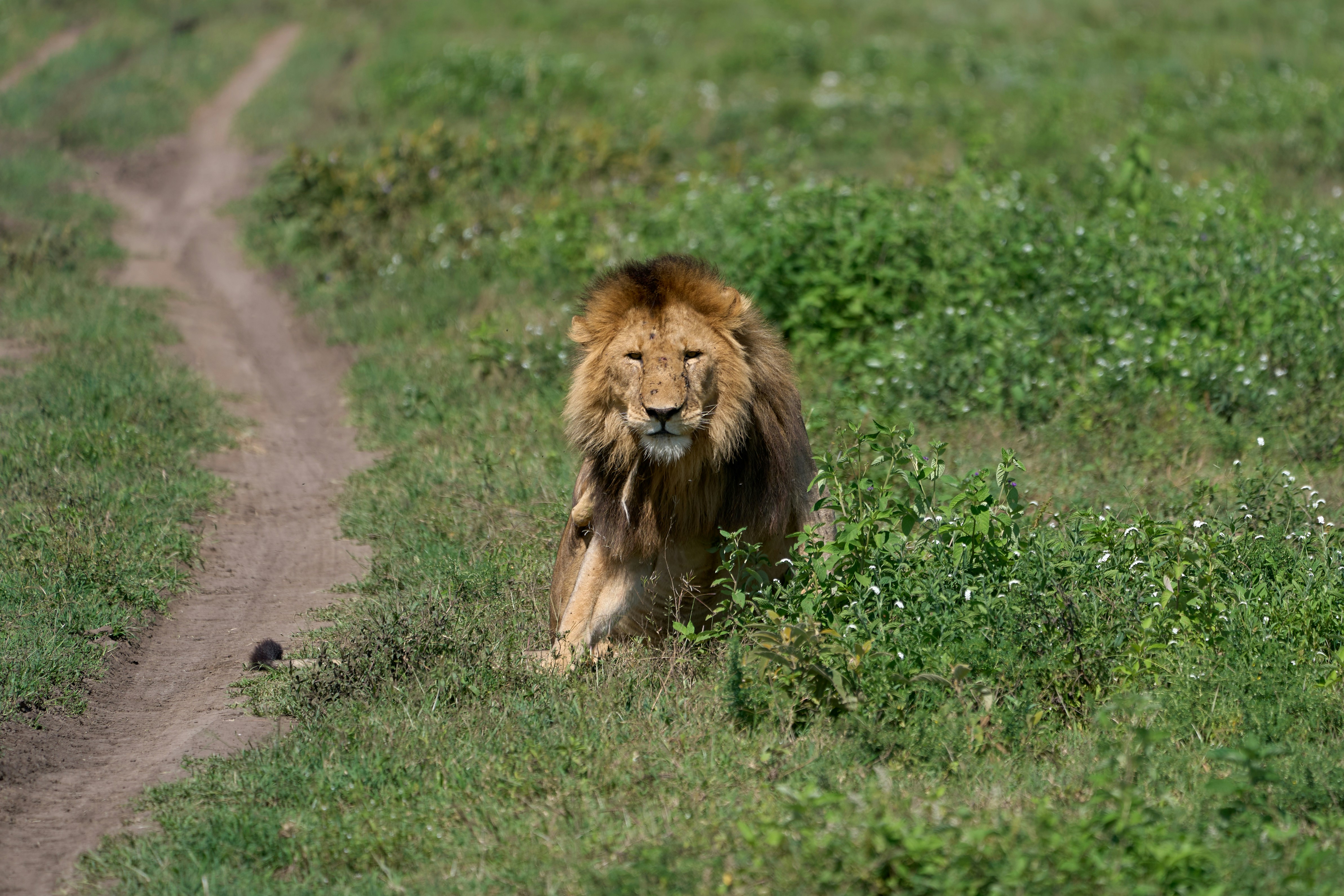 Lion Running Pictures | Download Free Images on Unsplash