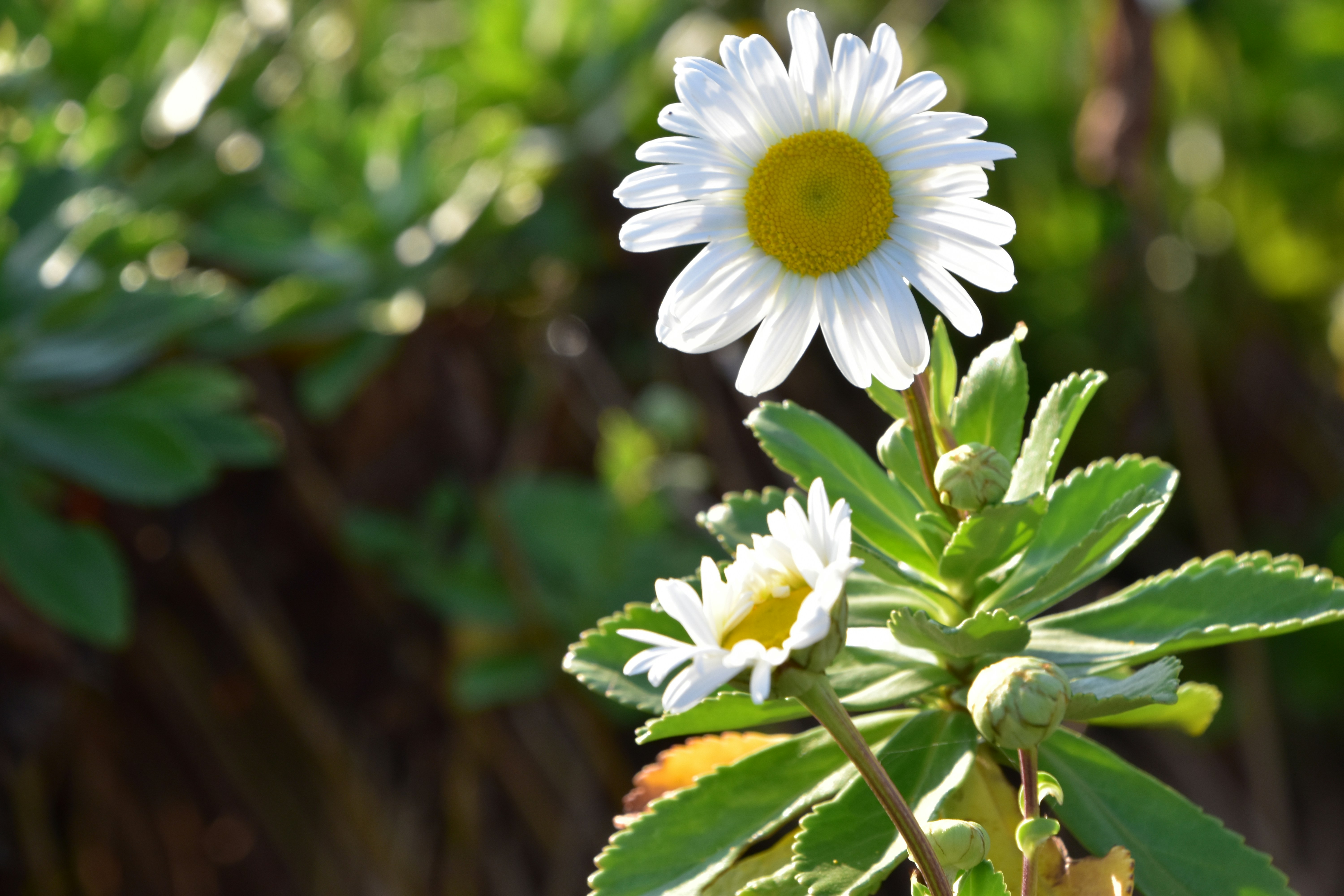Dappled Light Daisy: A Close-Up of a Sunlit White Bloom