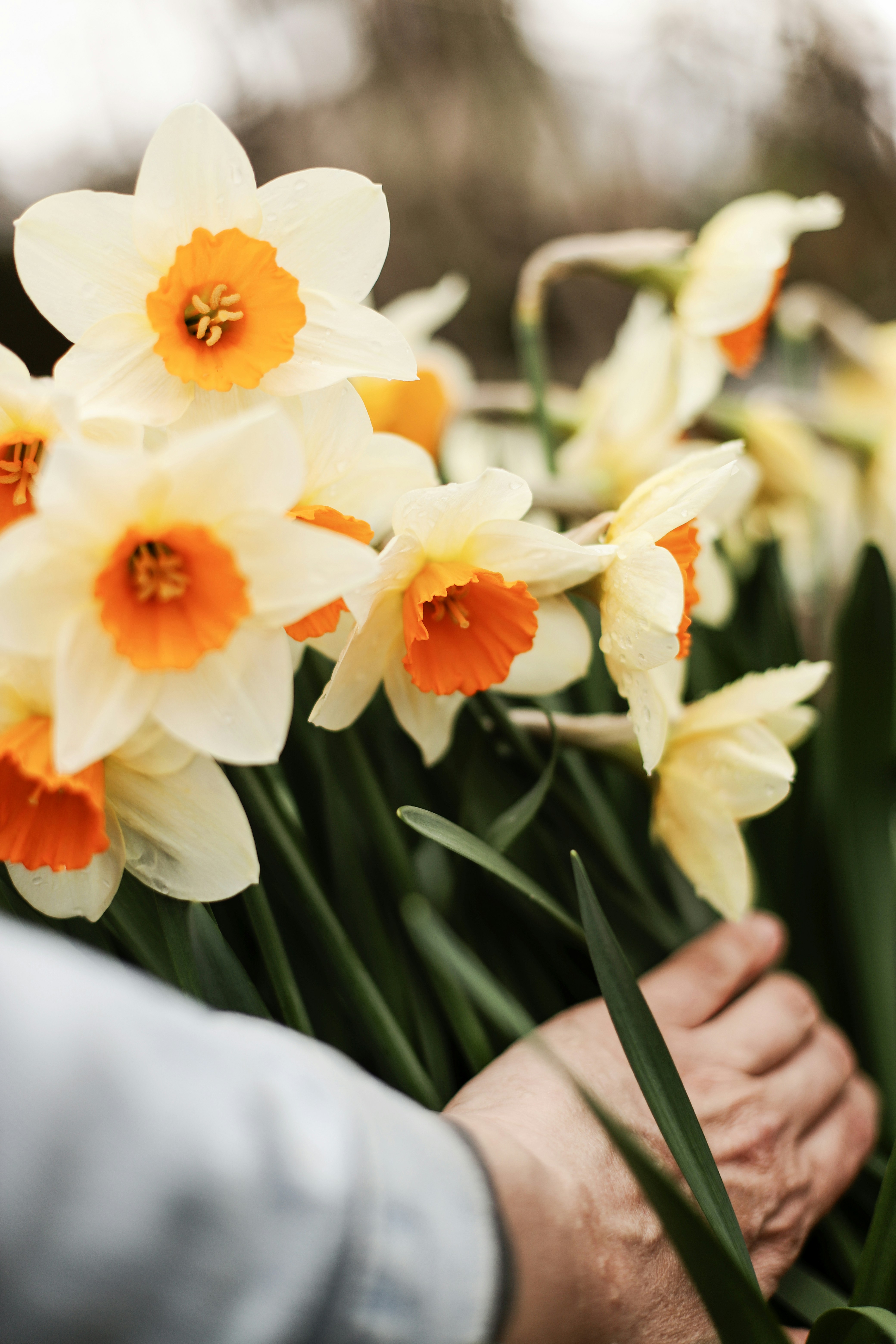 Cradled Daffodils: A Warm Burst of Orange-Centered Narcissus