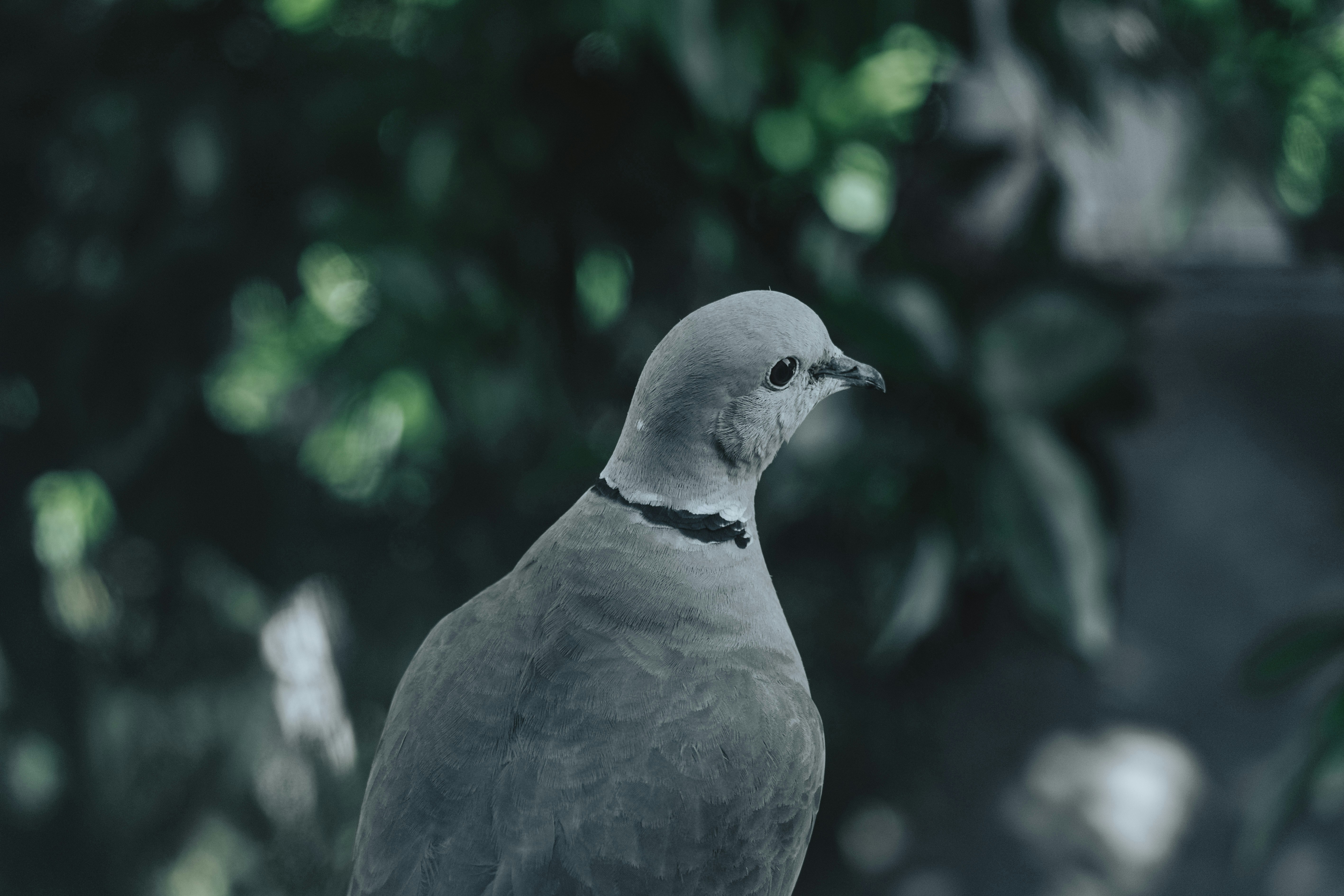 Gray and white bird in close up photography photo – Free Animal Image ...