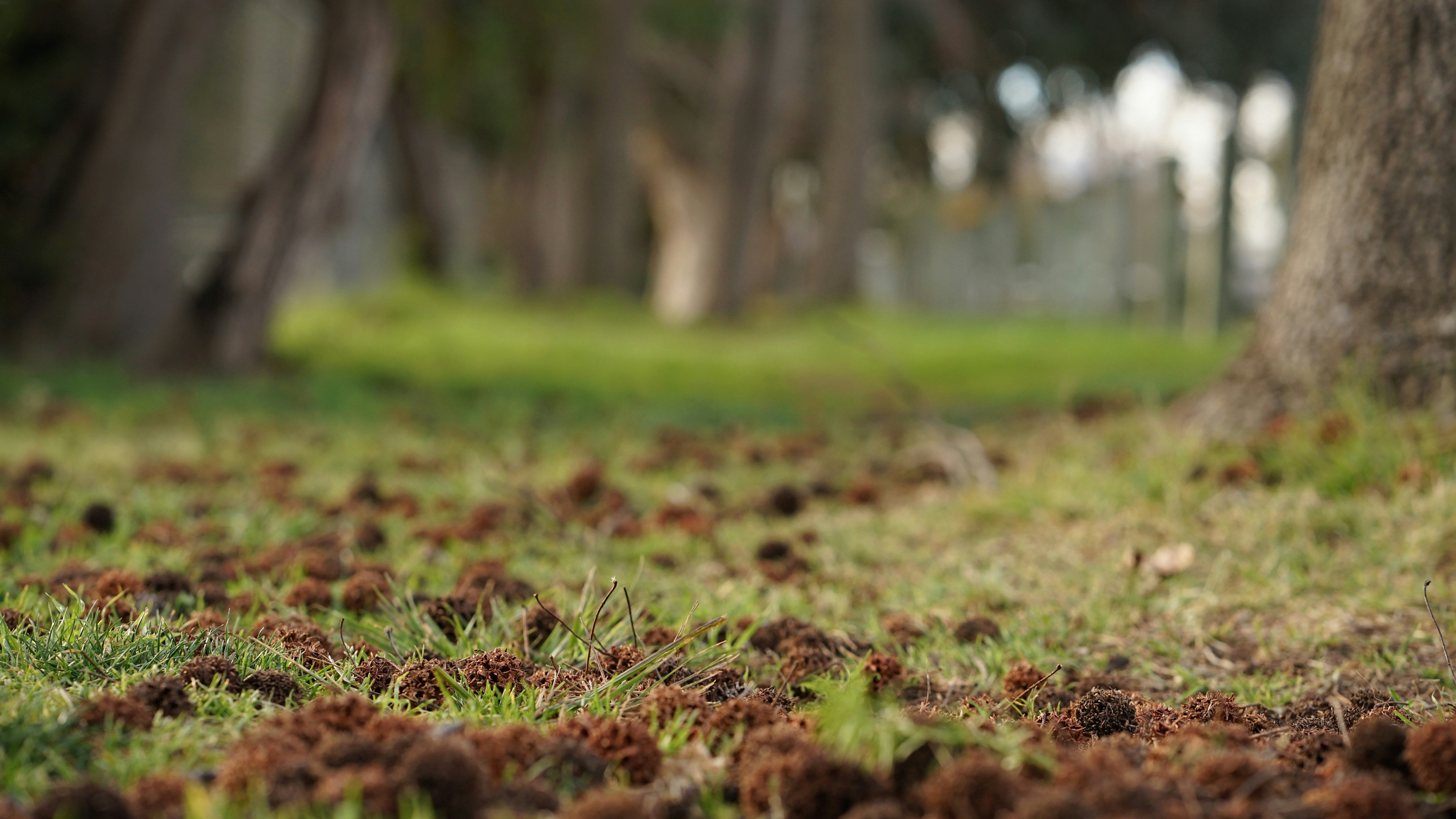 Grass Ground Pictures | Download Free Images on Unsplash