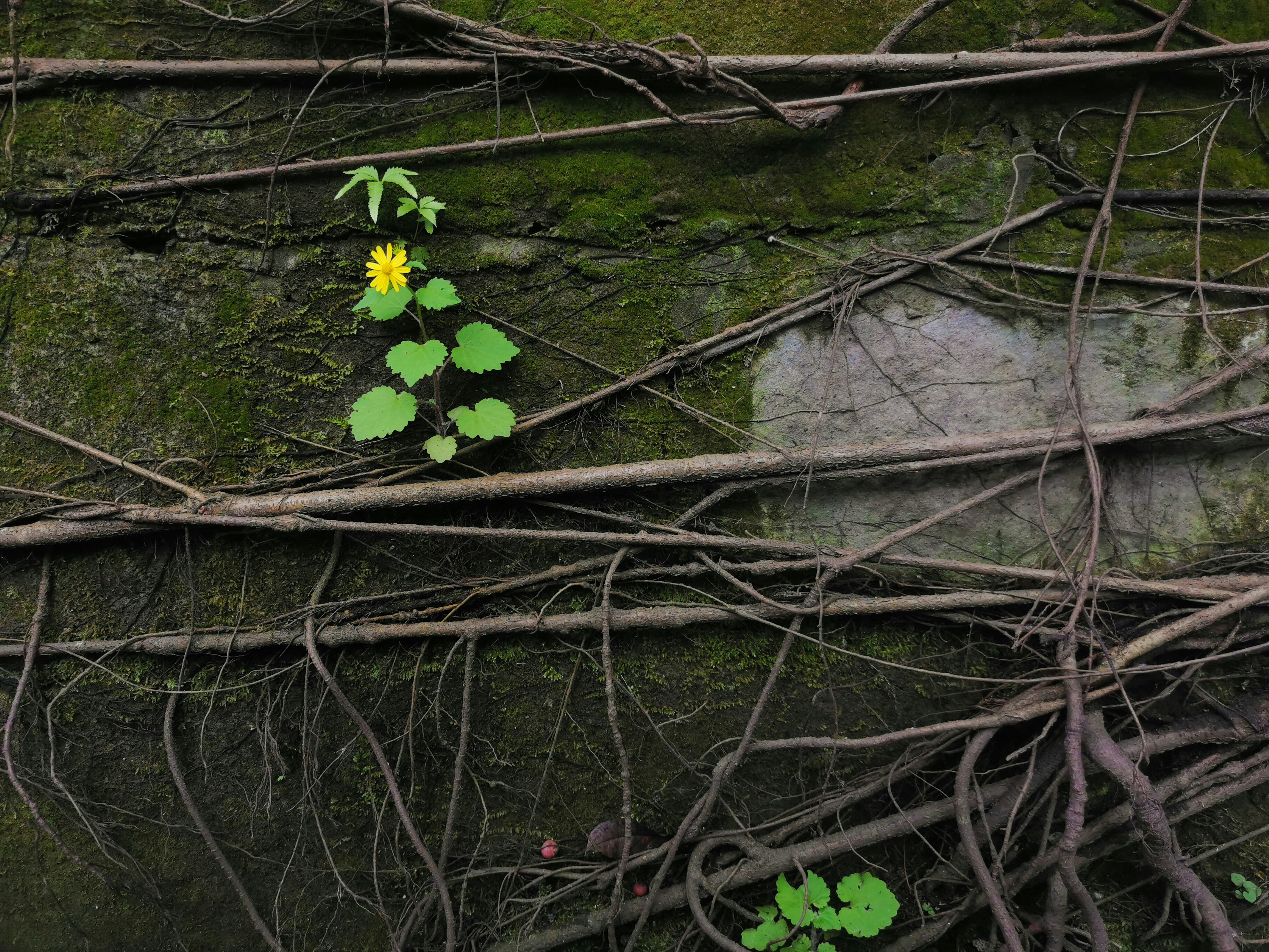 A vibrant yellow flower emerges from a tangle of roots and moss-covered stone, showcasing nature's tenacity in an intricate environment.