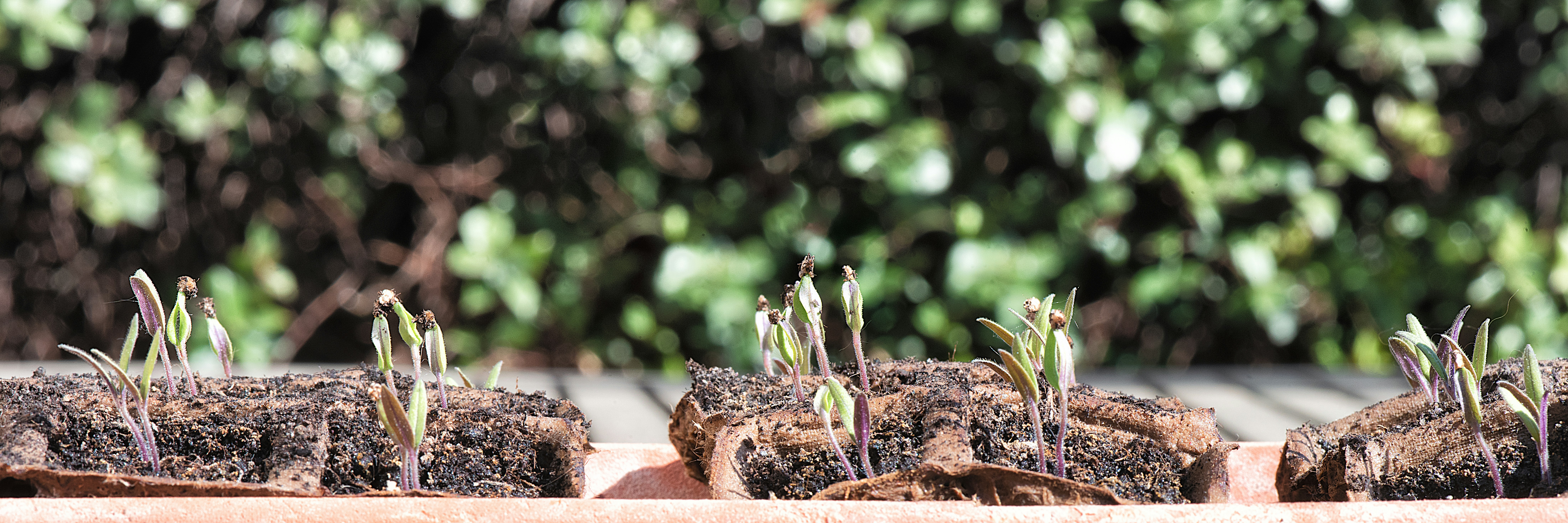 Seedlings sprouting from soil in biodegradable pots, showcasing the early stages of growth against a blurred green backdrop.