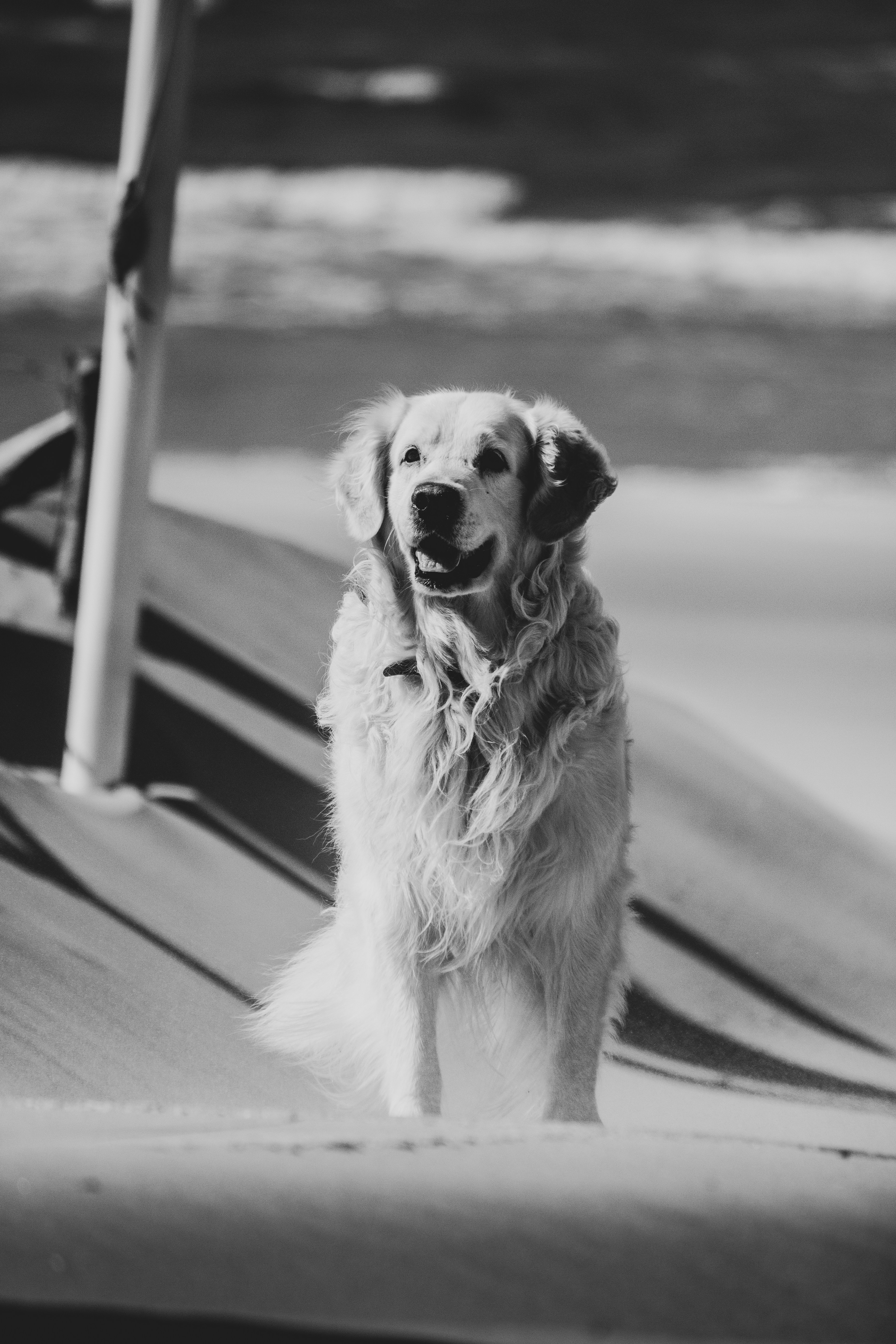 Grayscale photo of golden retriever sitting on the road photo – Free ...