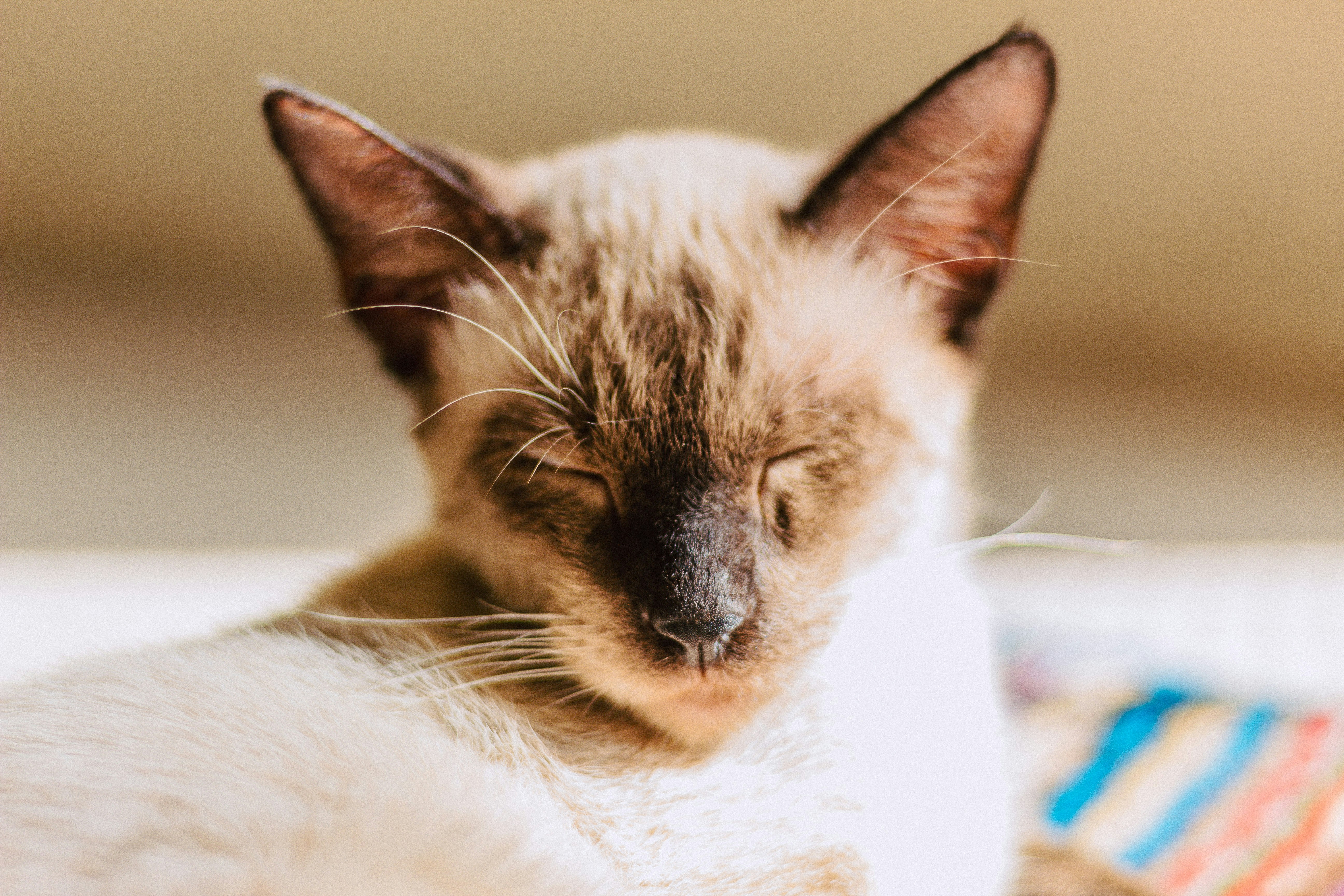 Siamese cat resting with eyes closed, basking in warm sunlight. The soft fur contrasts with colorful woven fabric in the background.