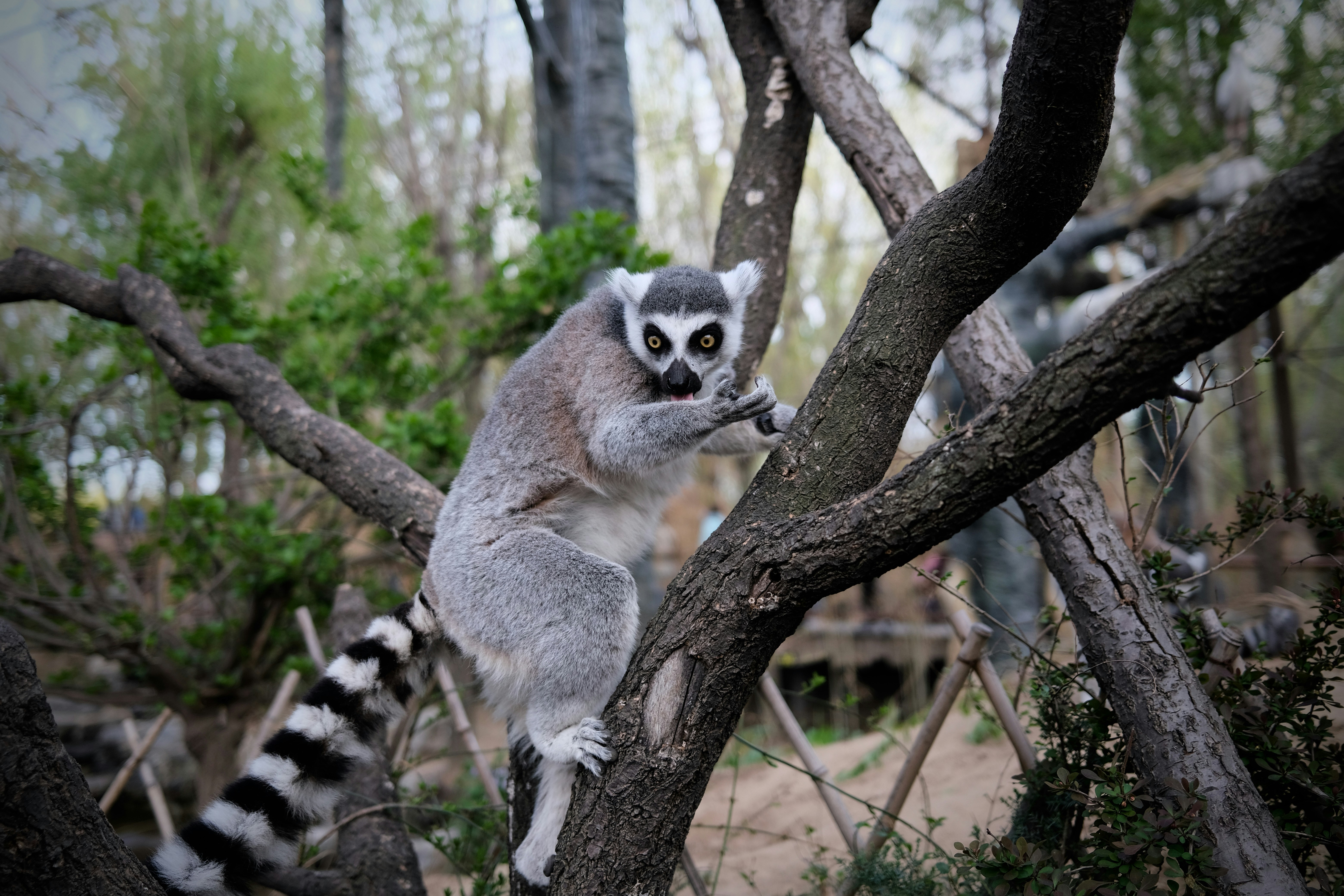 A ring-tailed lemur perched on a branch, observing its surroundings with keen eyes. The intricate details of its fur and the textures of the tree enhance the scene.