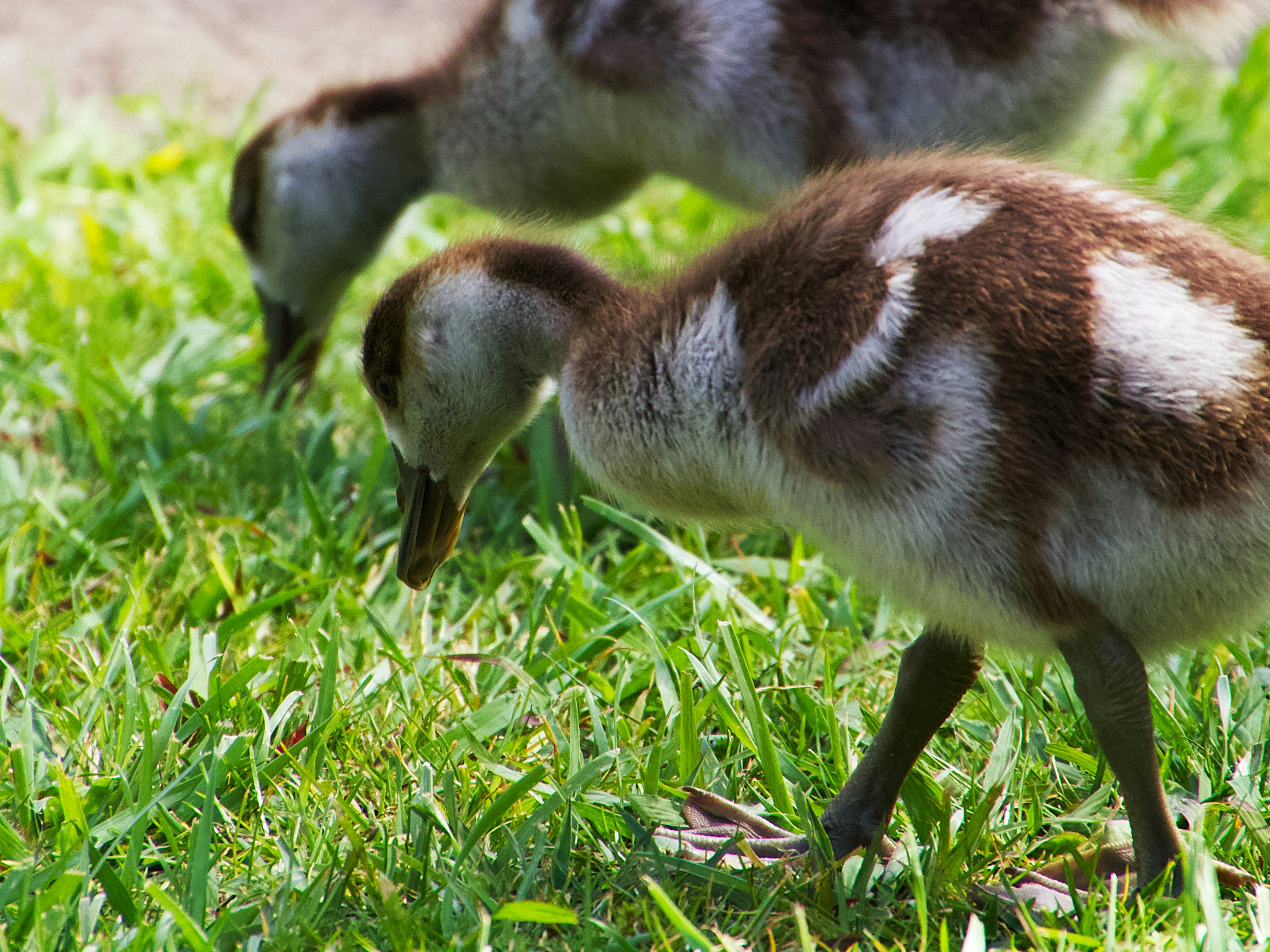 Looking for food.