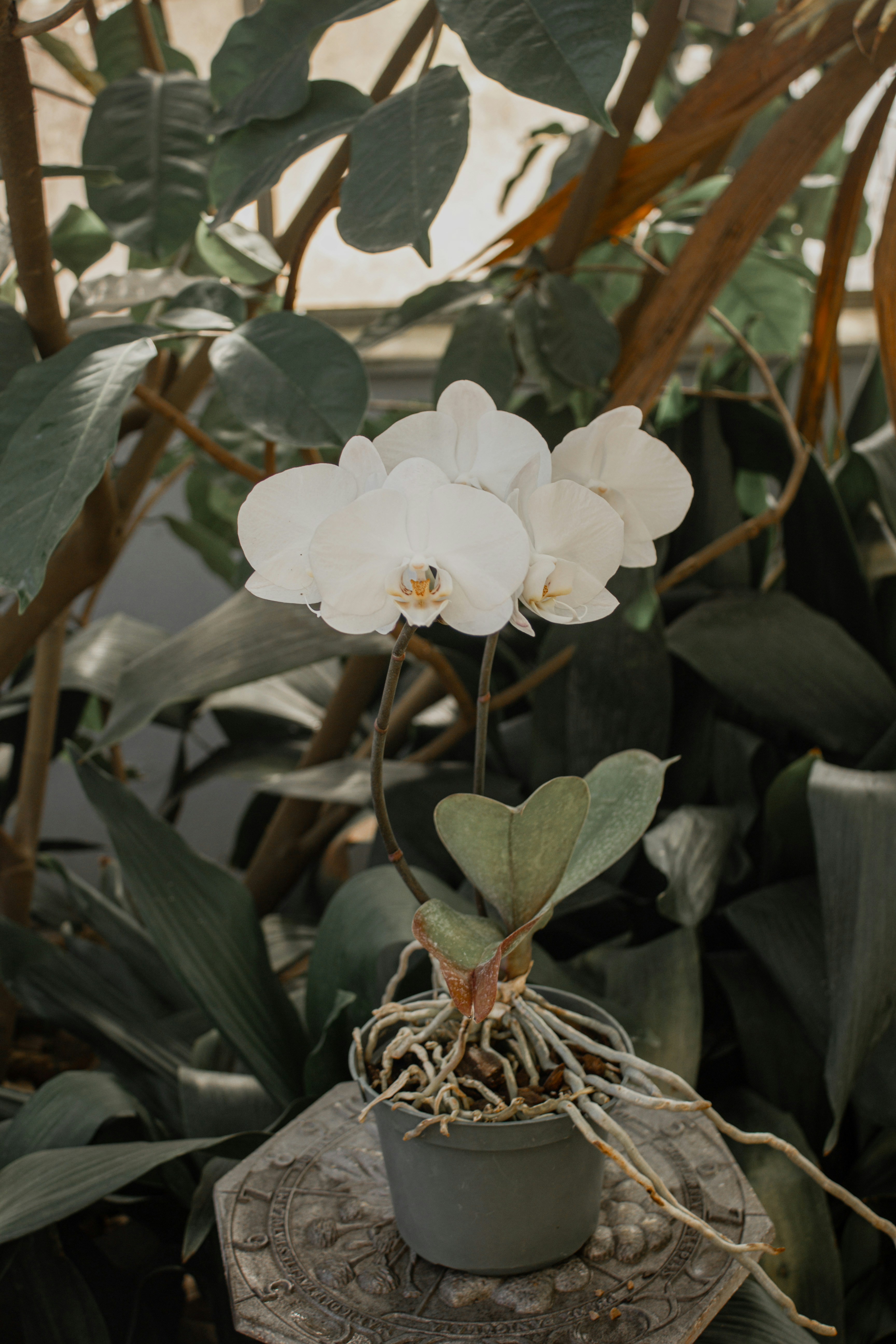 White Phalaenopsis on a pedestal amid tropical greens