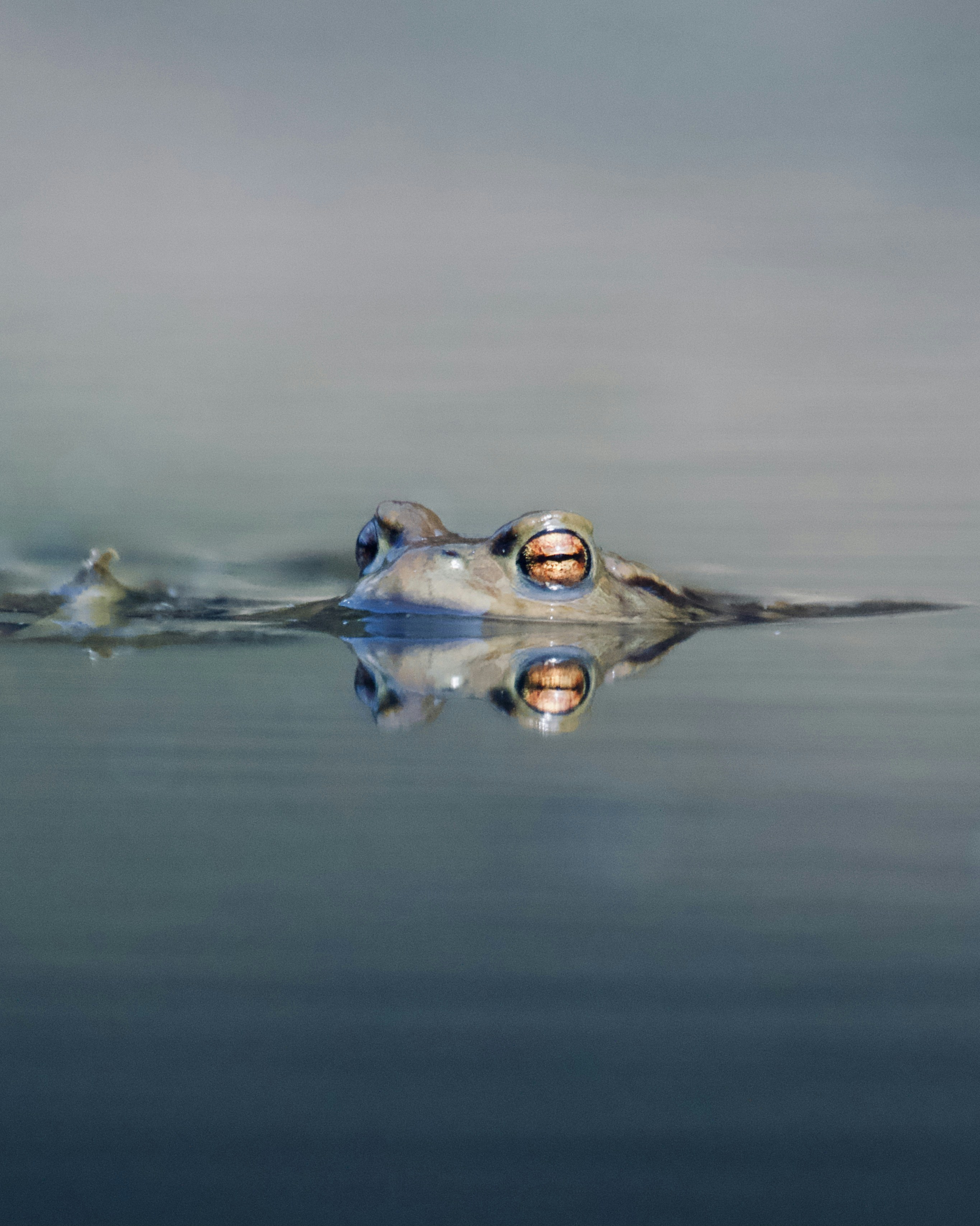 Glassy Gaze: Frog Eyes Break the Pond's Quiet Surface