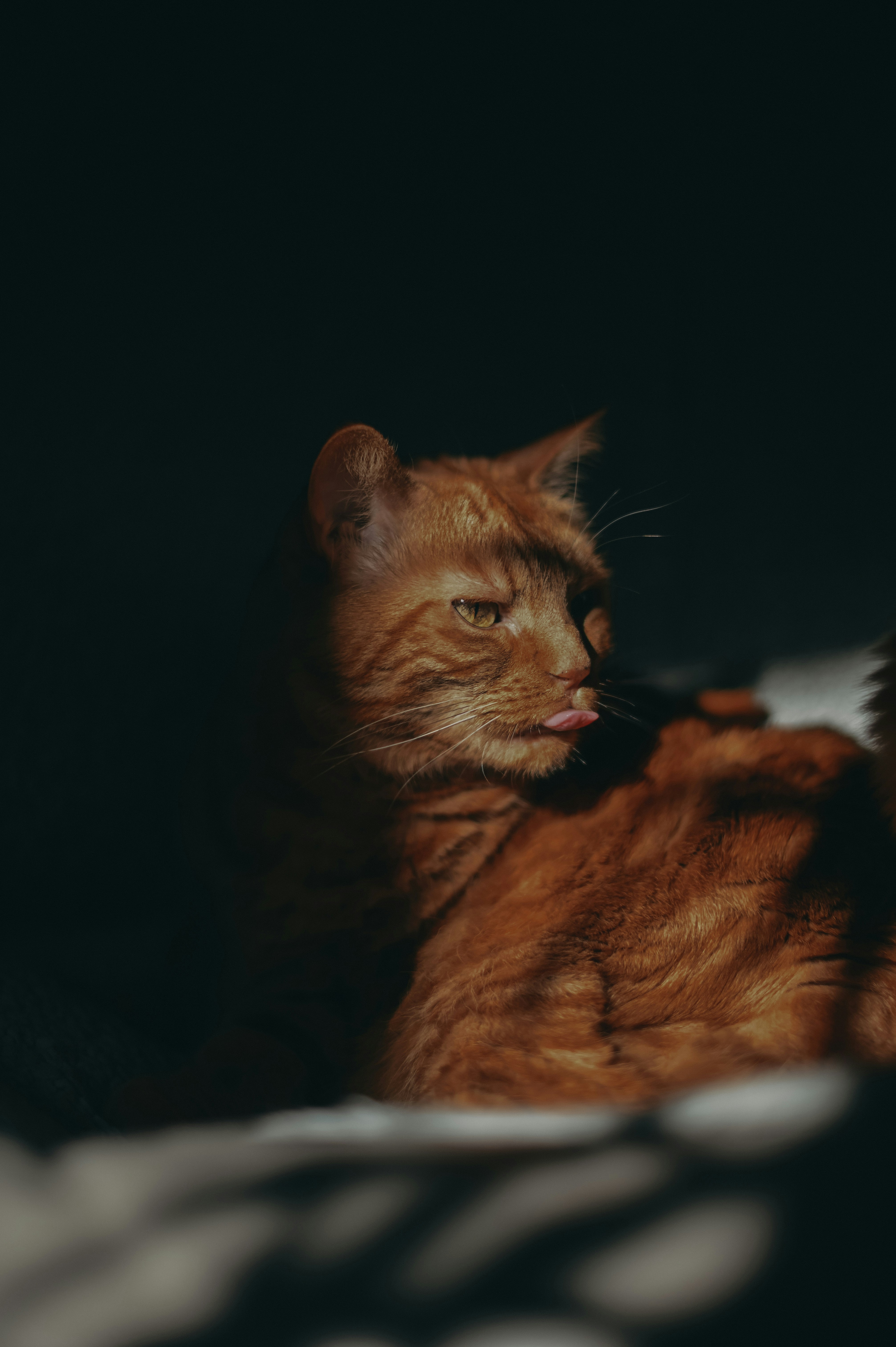 Warm-eyed Ginger Cat in a Velvet Dark