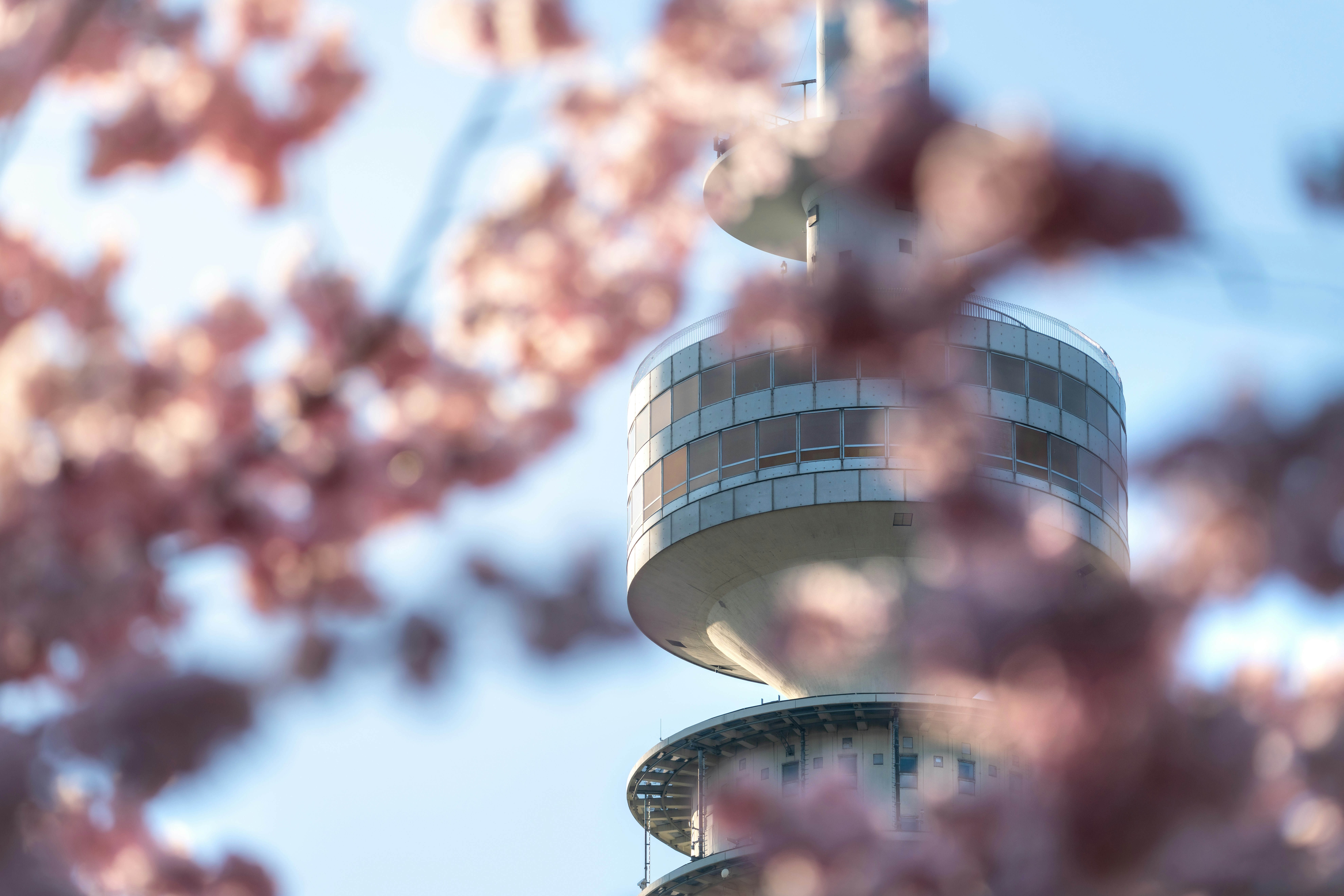 Skyward Ring: the circular deck of a tower framed by spring blossoms