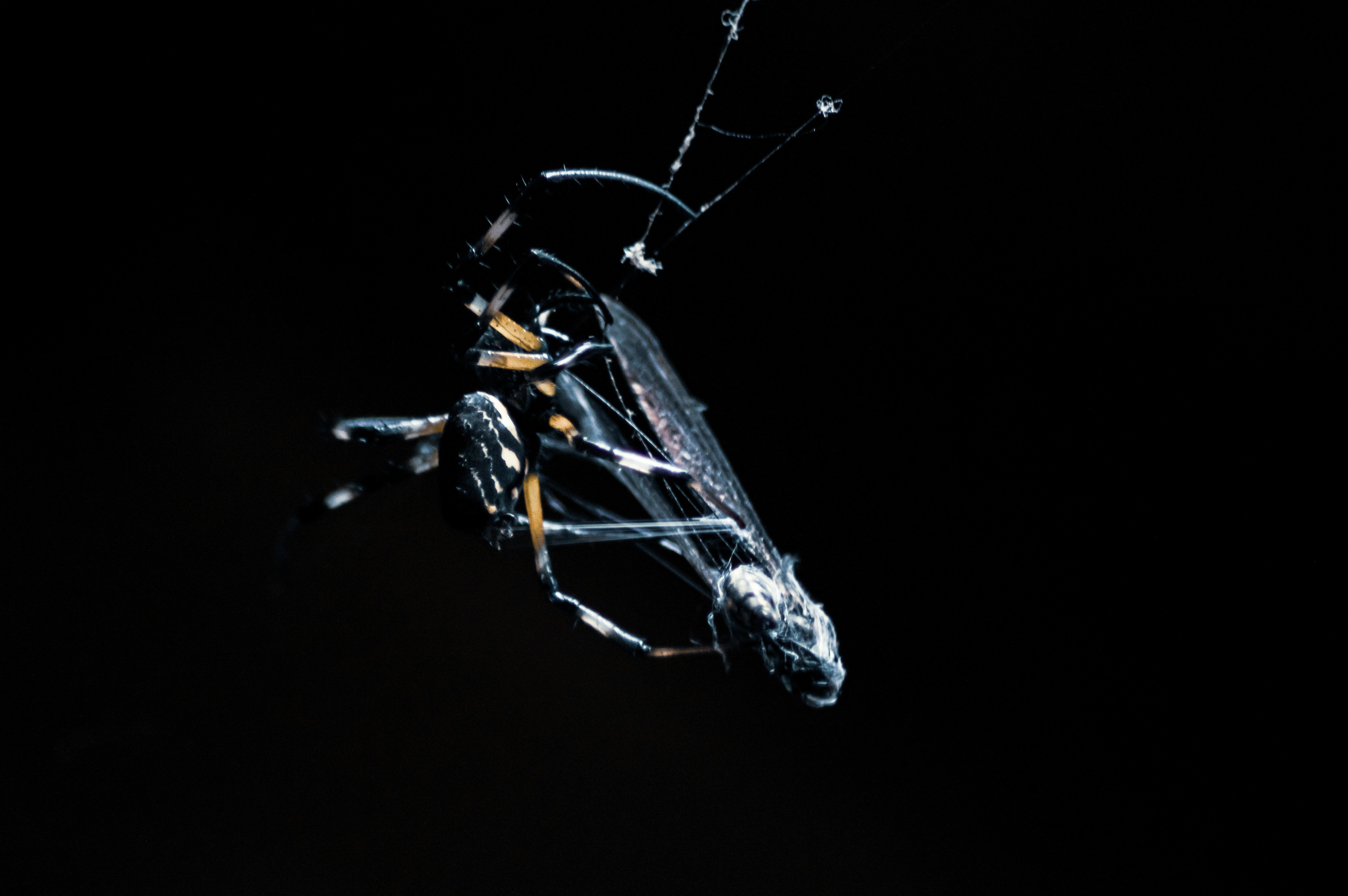 Nocturnal Threadbound: A Tiny Insect Suspended in Midnight Black