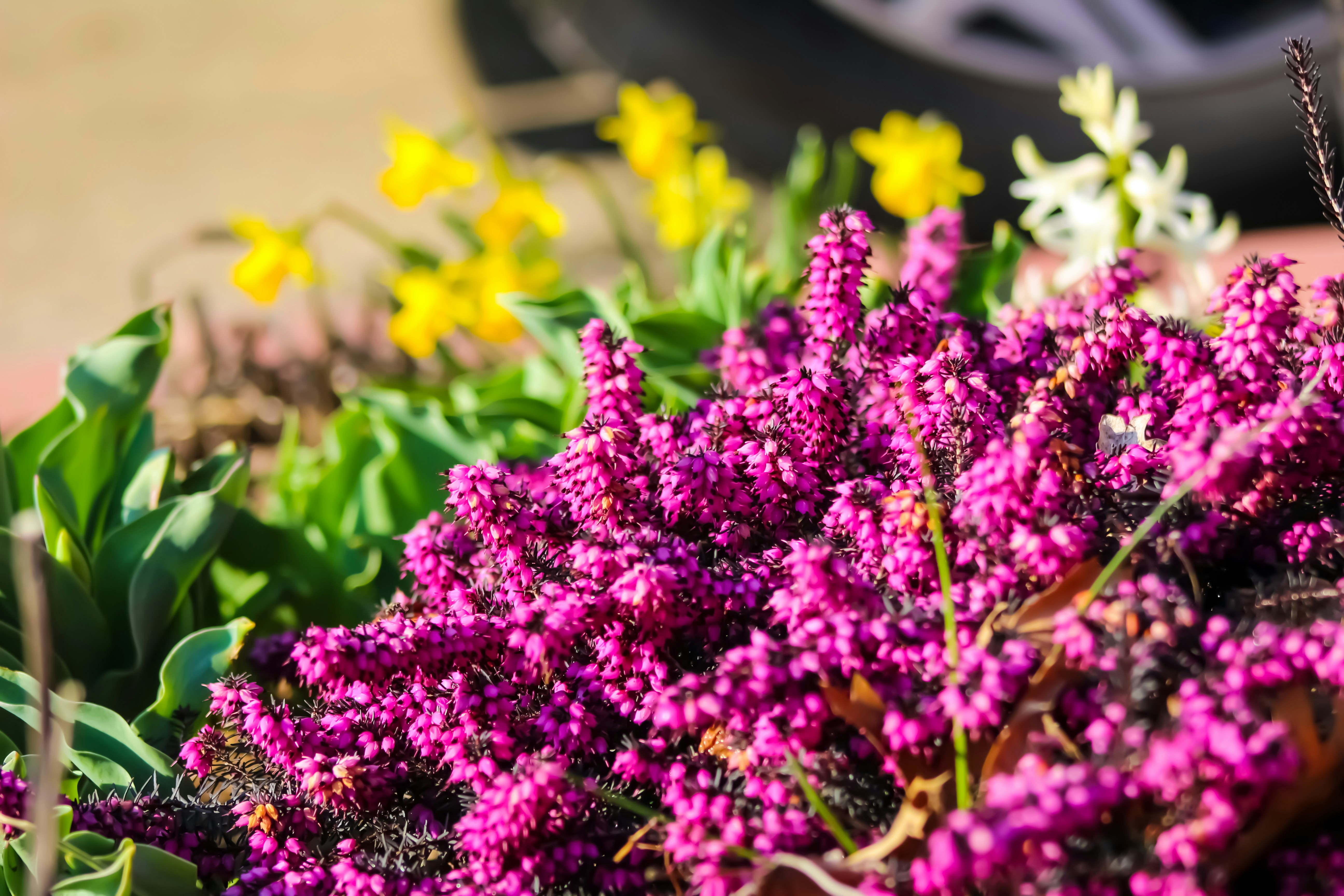Vivid Meadow Burst: Fuchsia Catkins with Sunlit Yellow Accents