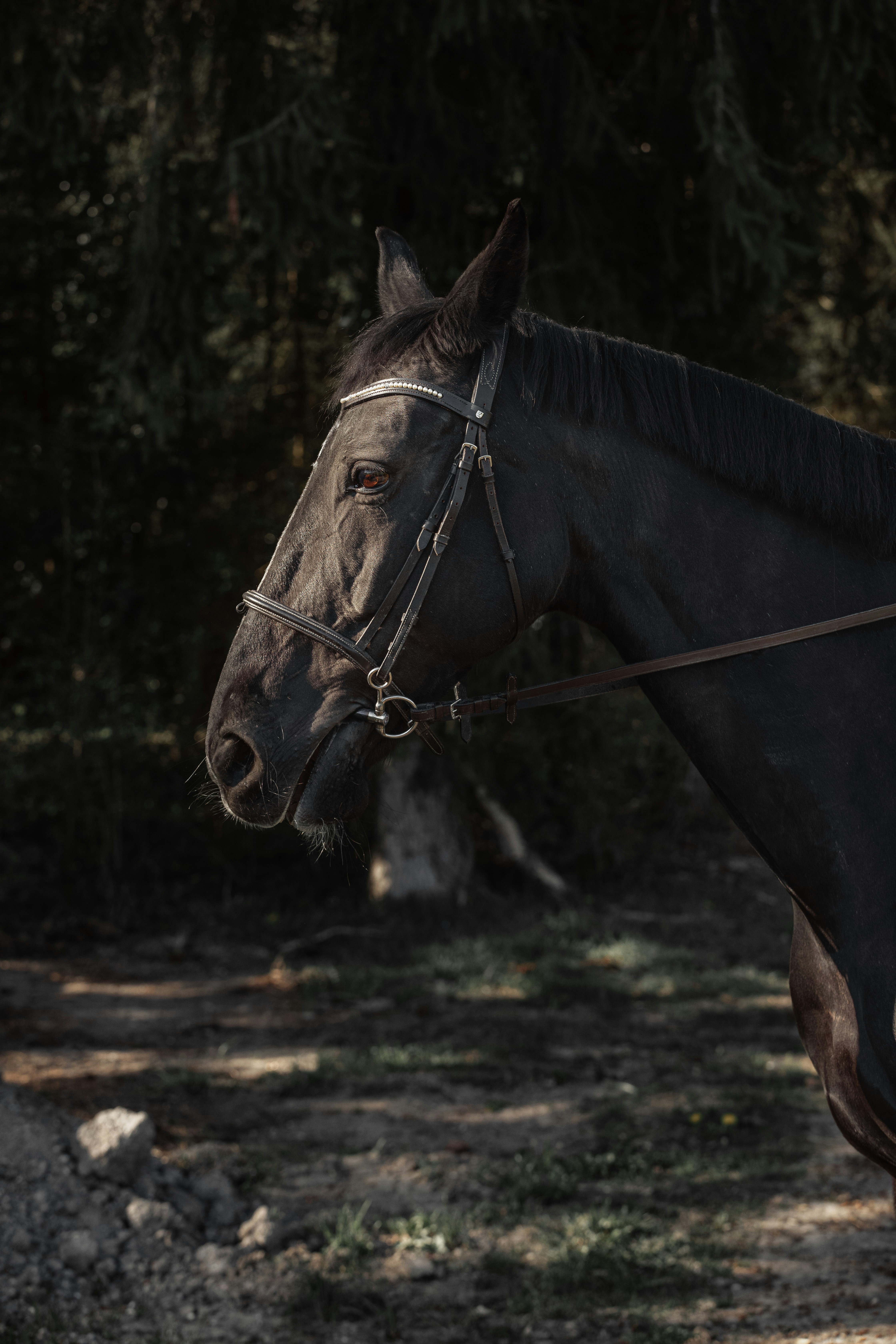 Black horse standing on brown soil during daytime photo – Free Grey ...