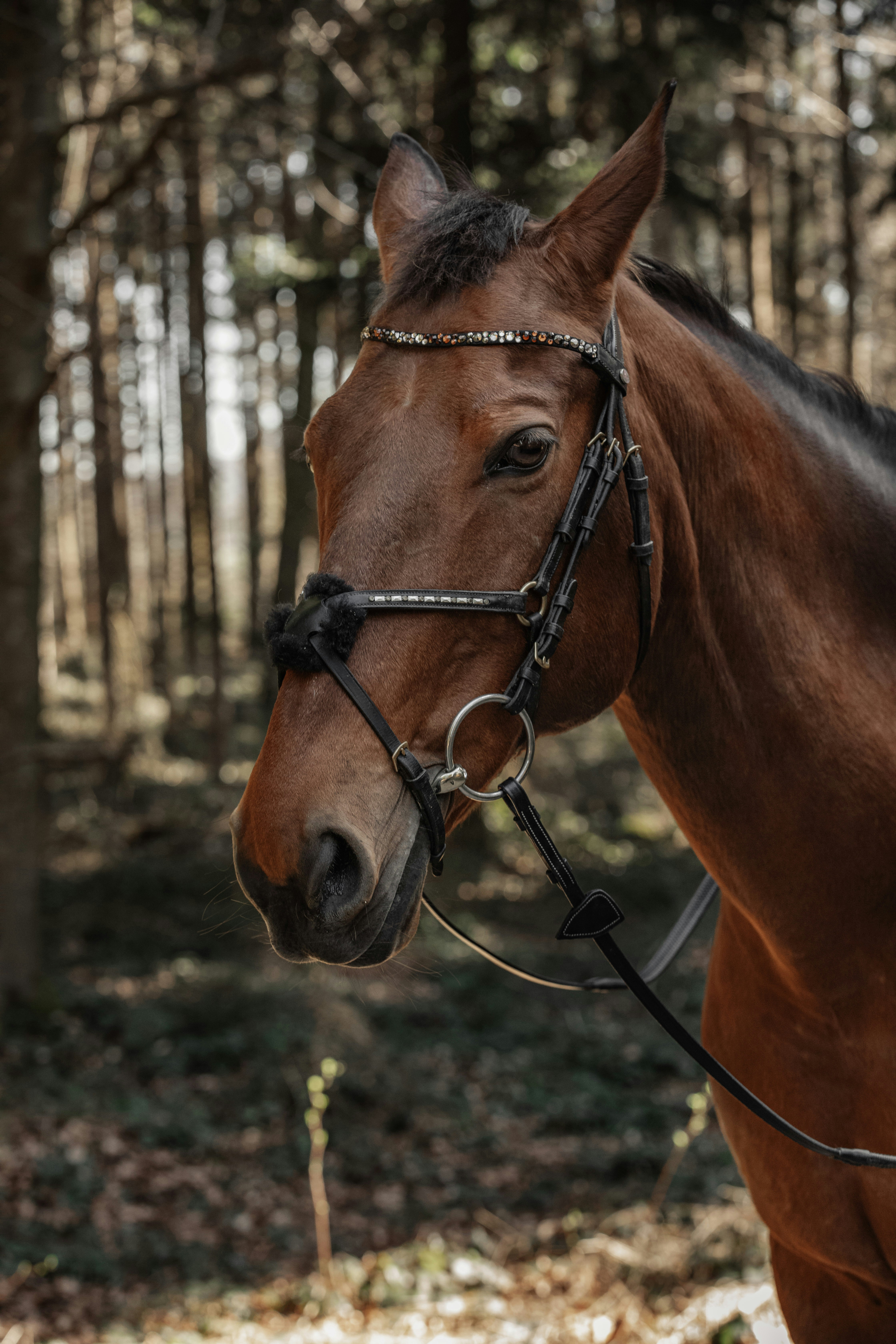 Close-up of a brown horse adorned with a bridle, set against a backdrop of tall trees in a tranquil forest.