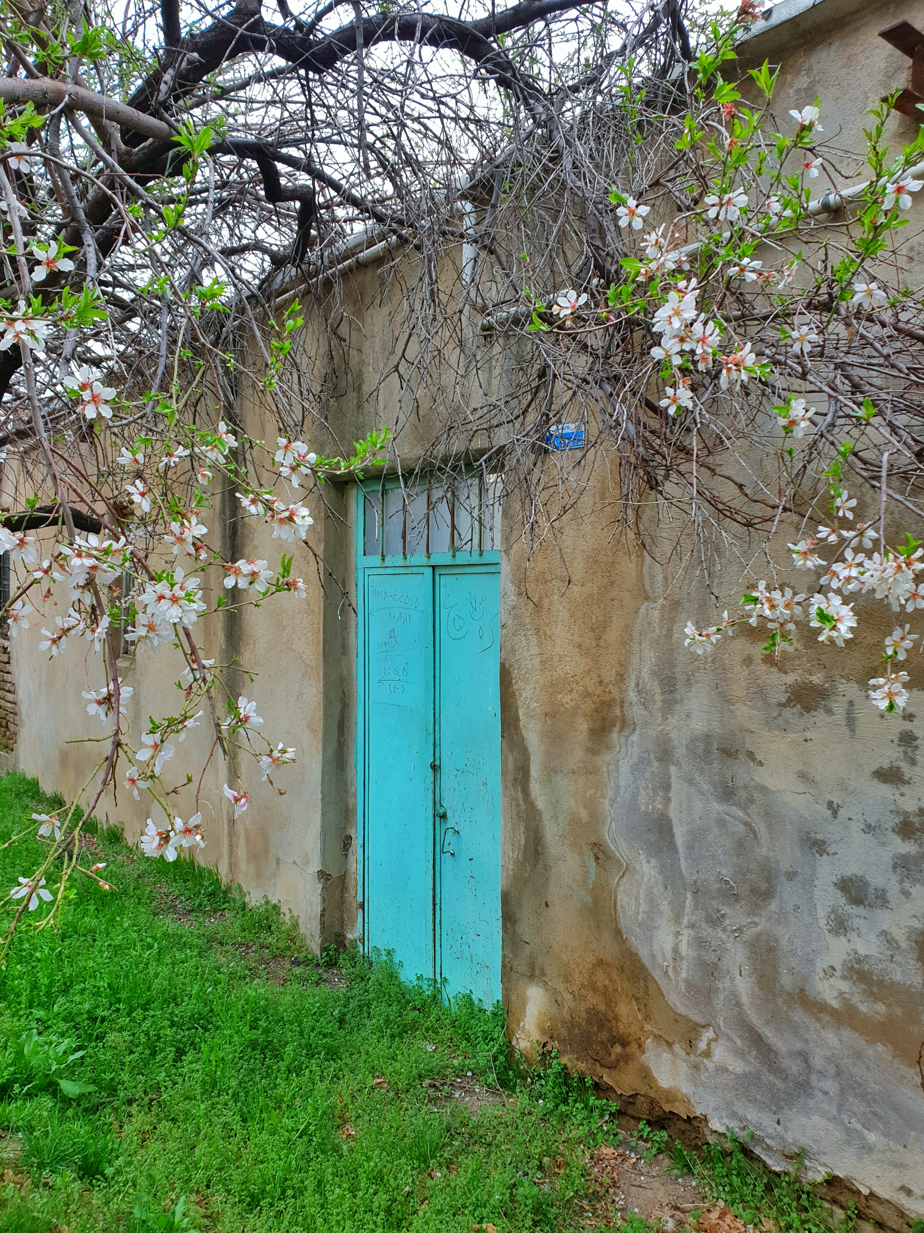 Photograph of a weathered wall with a turquoise door, framed by blossoming branches in a small garden. The scene emphasizes texture, color contrast, and the seasonal bloom.