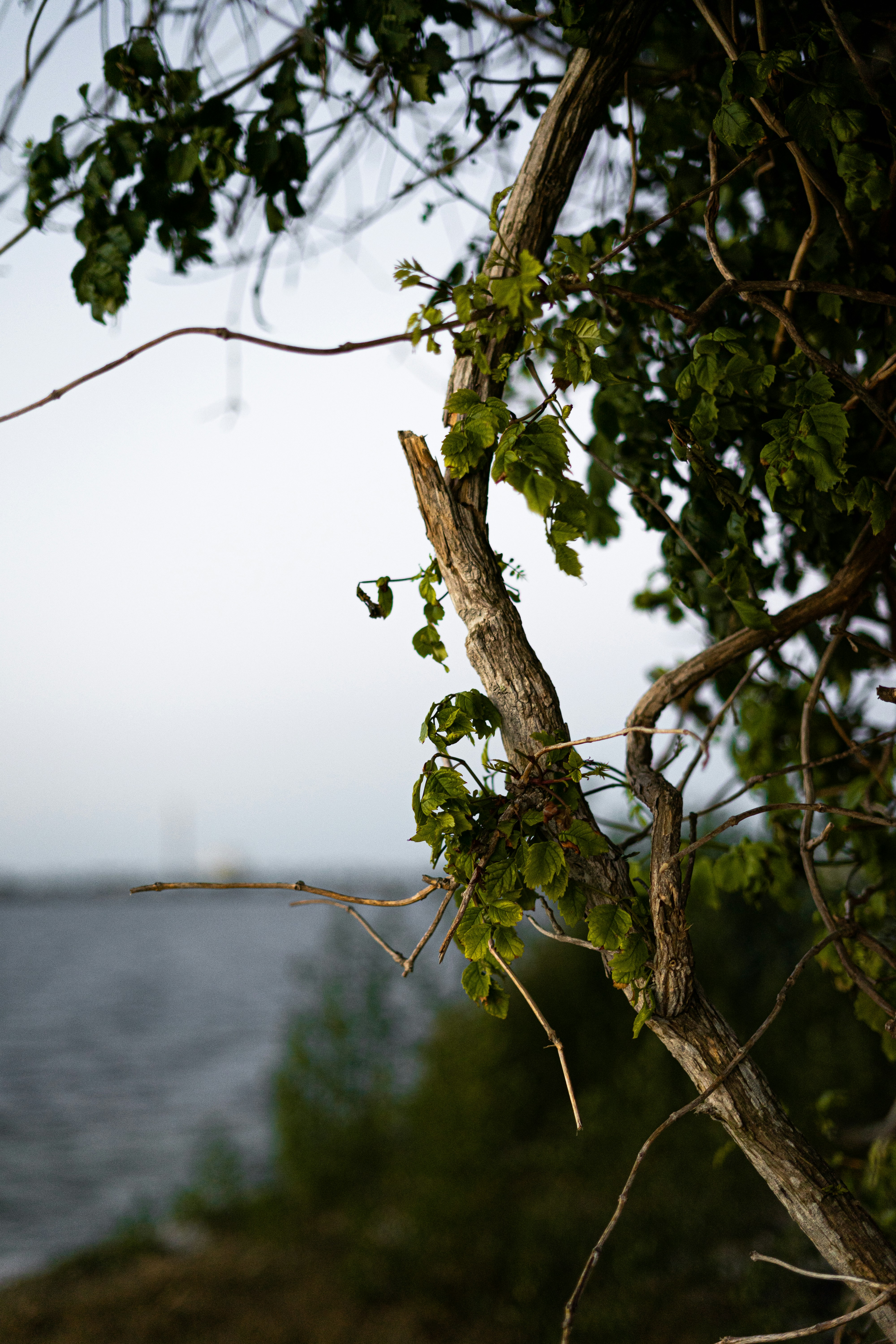 brown tree branch with green leaves