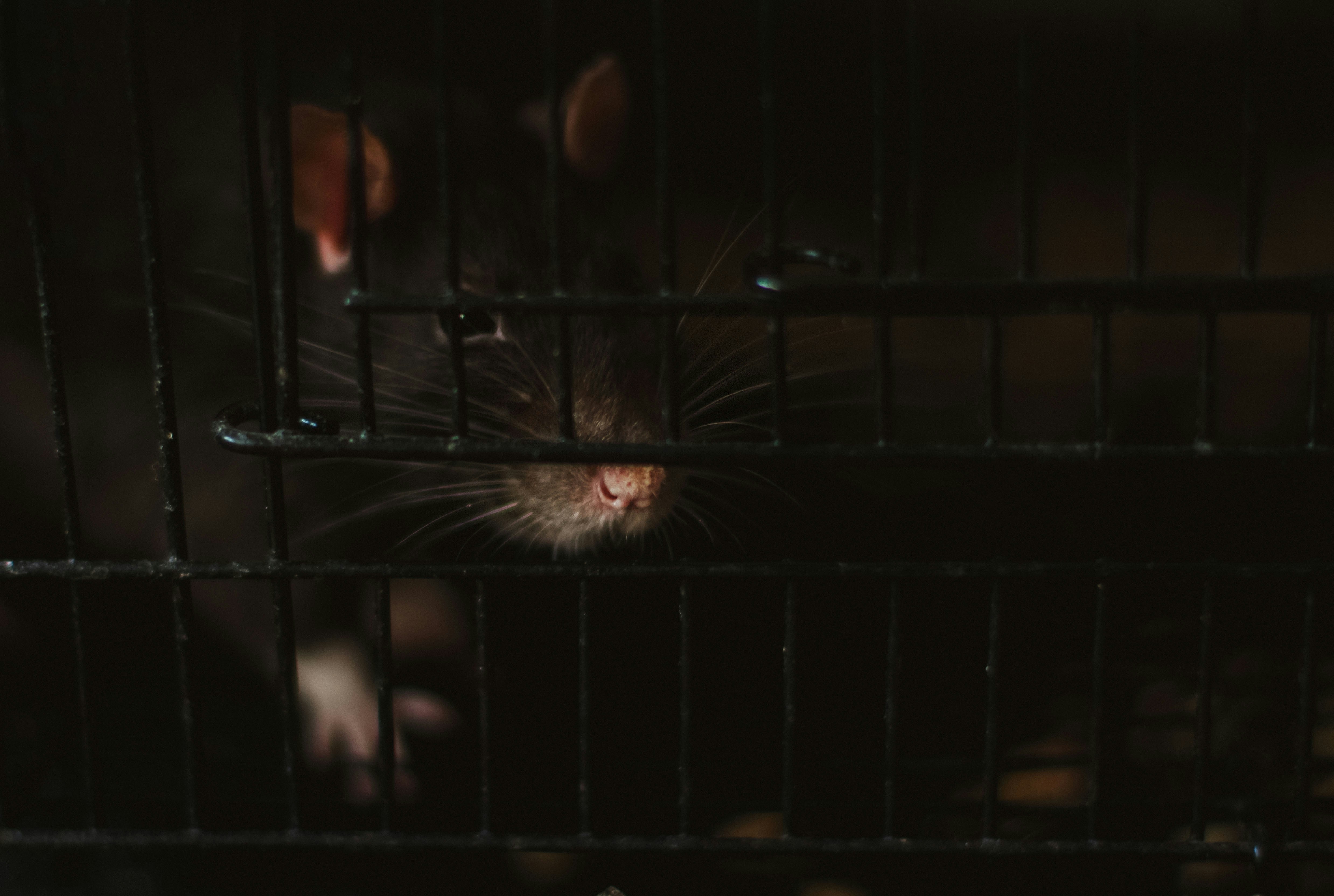 A black rat peering through the bars of its cage, showcasing its inquisitive nature. The dim lighting highlights its features and the texture of the cage.
