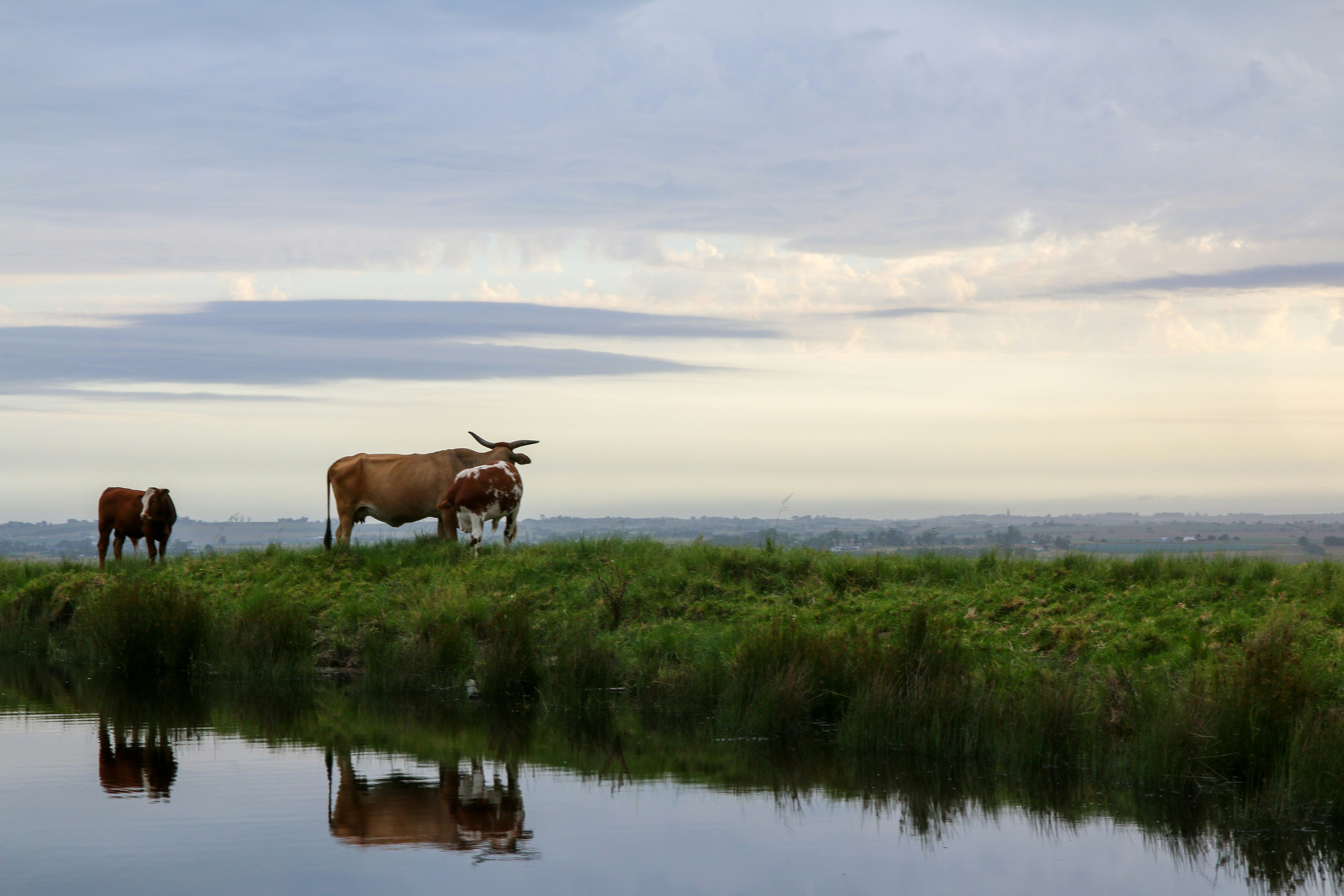 Two Cows at the Quiet Wetland: Mirror of a Wide Horizon
