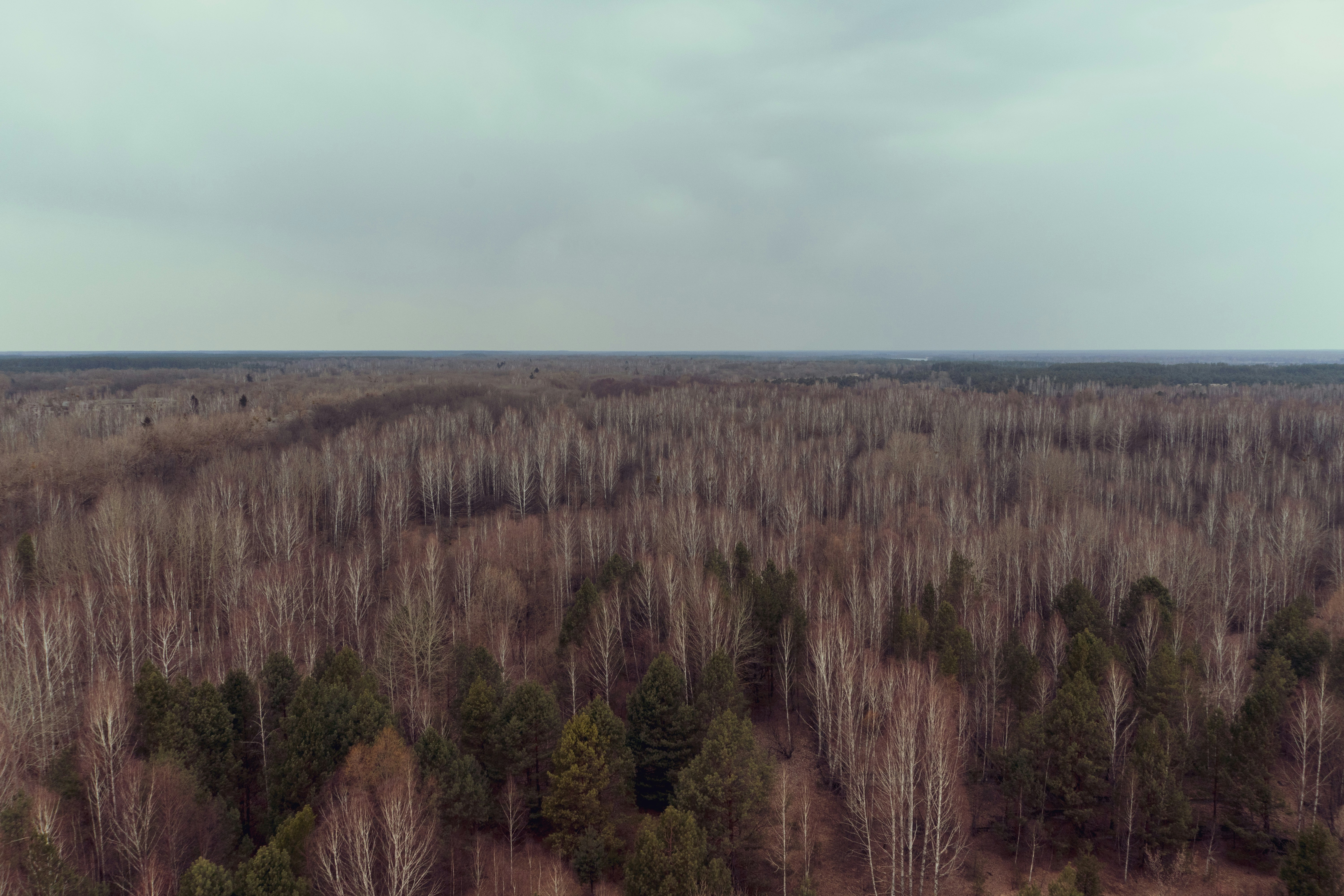 Edge of the Quiet Forest: Distant Horizon Over Bare Timber