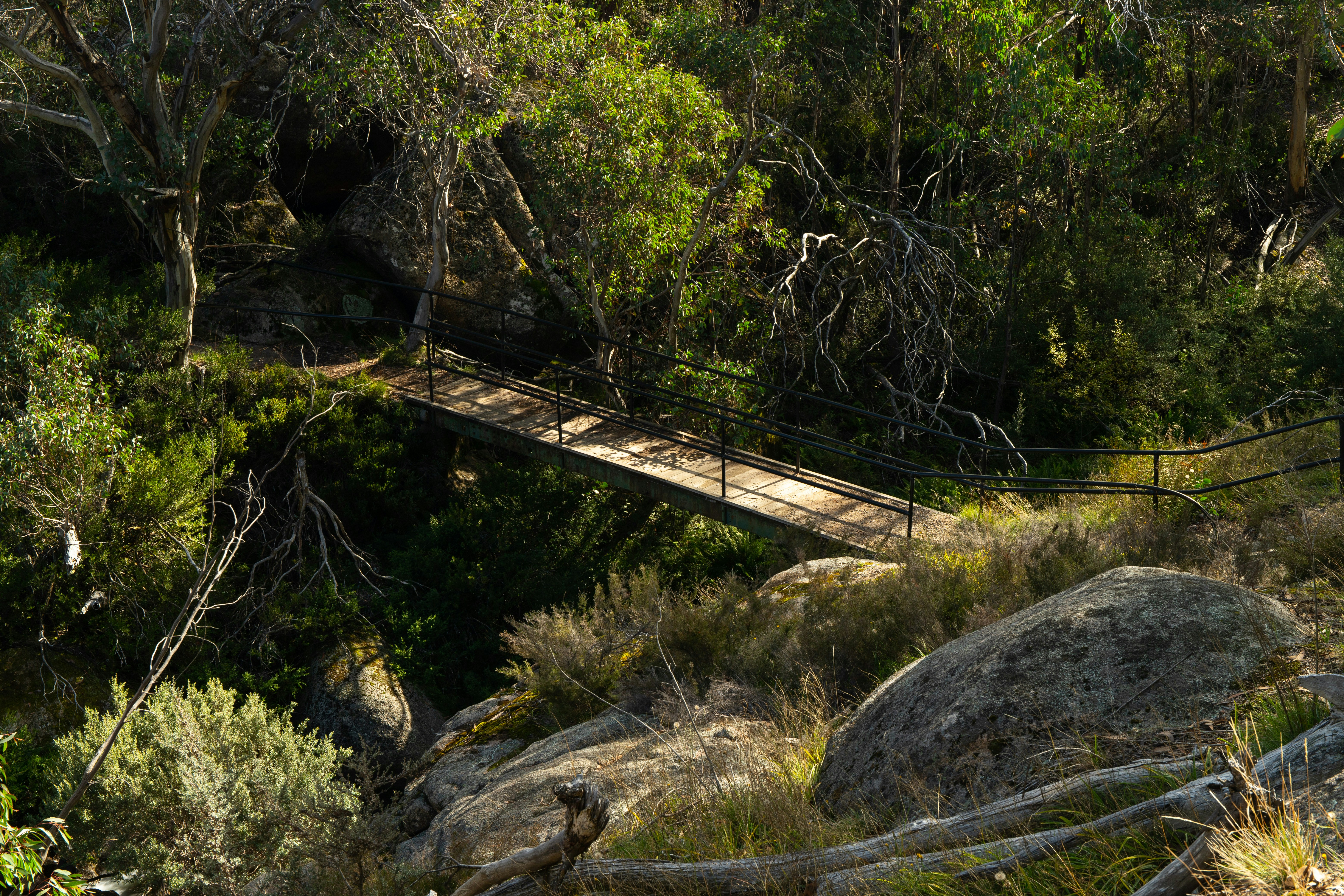 Brown wooden bridge over green trees during daytime photo – Free Forest ...