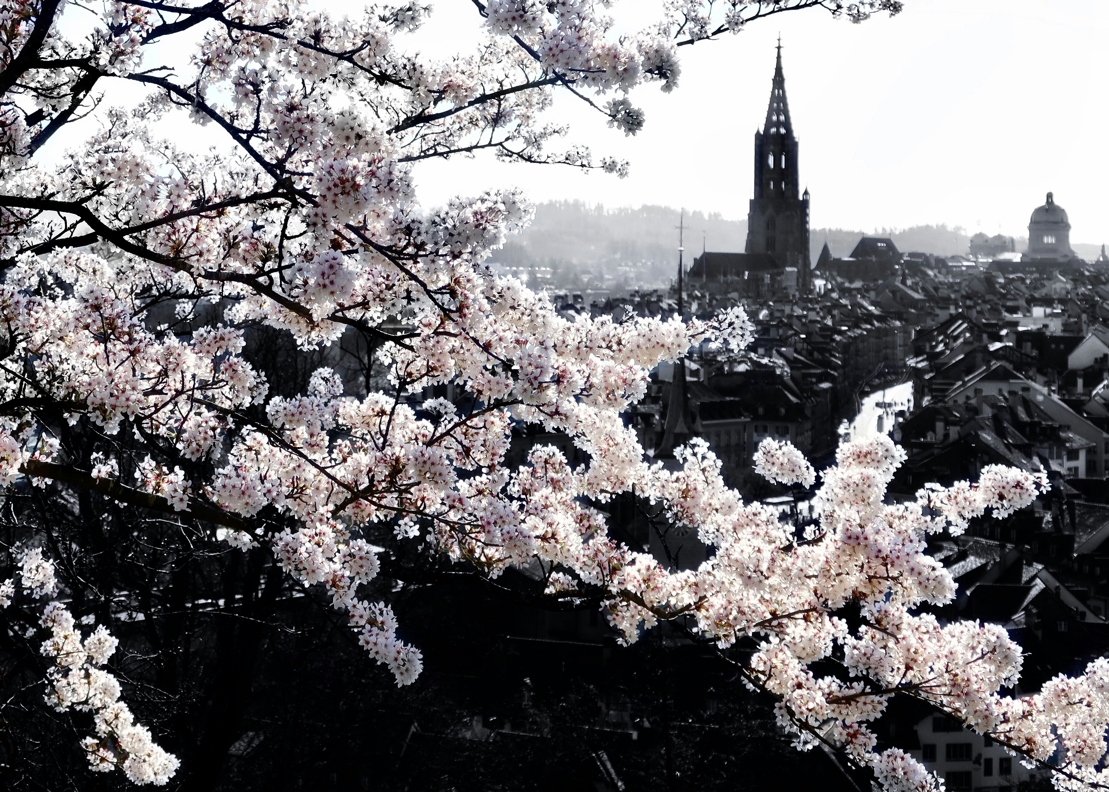 Cherry blossoms frame a historic city skyline featuring a prominent church steeple against a monochromatic backdrop.