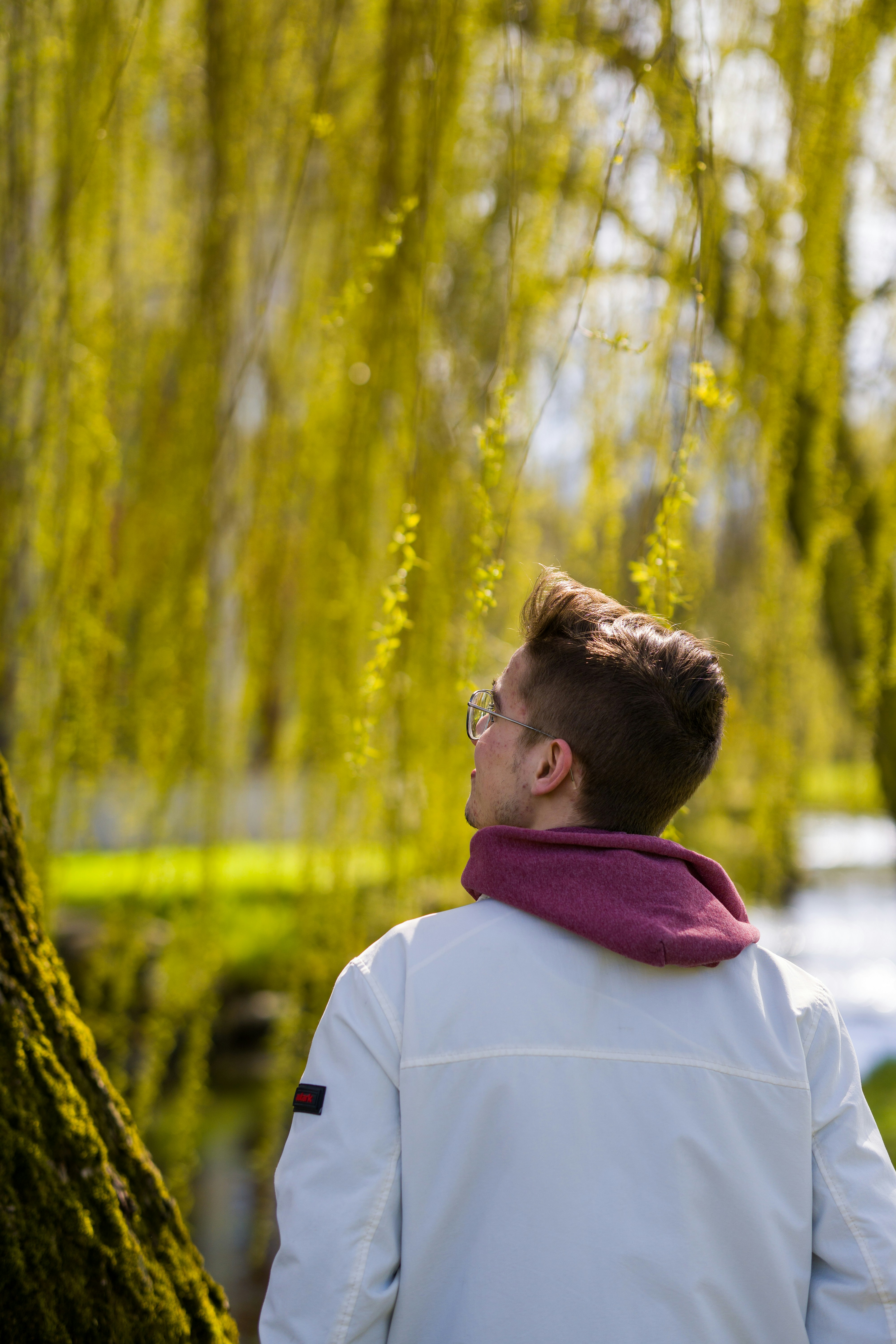 Contemplation Beneath Cascading Willows