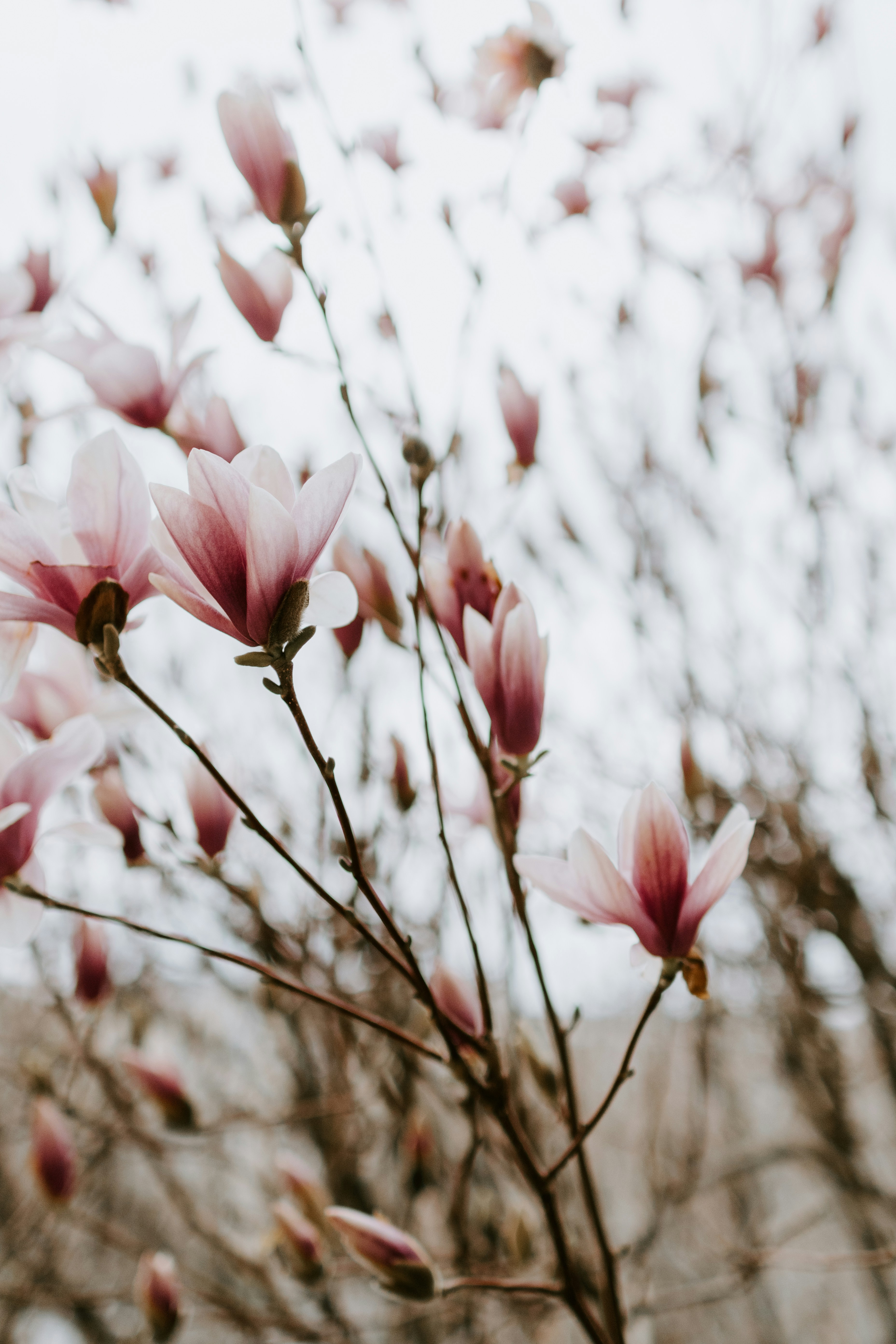 Delicate magnolia flowers in soft pink hues adorn slender branches, set against a muted background. The scene evokes the gentle arrival of spring.